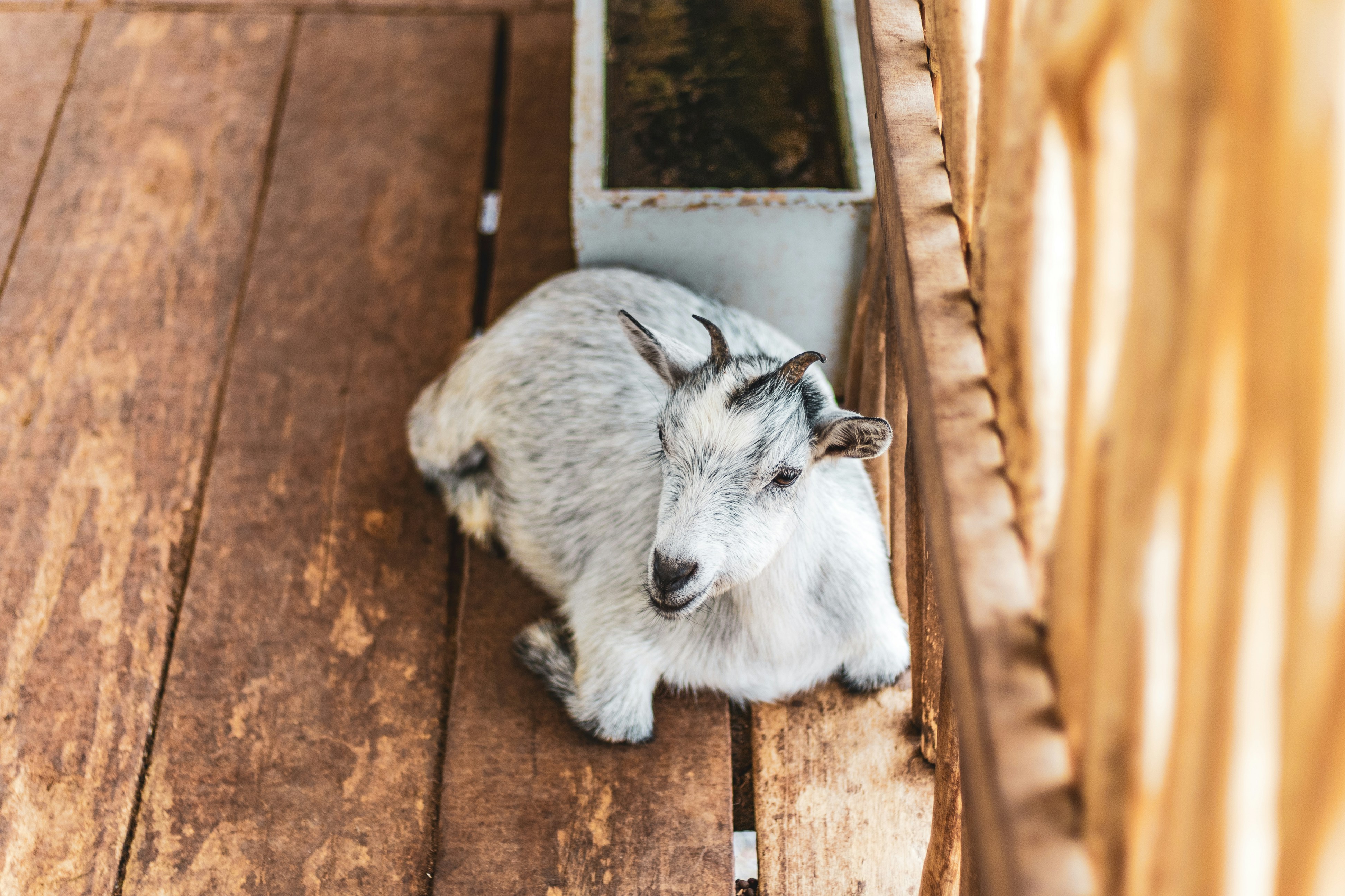 Quiet Moments of a Farmyard Companion