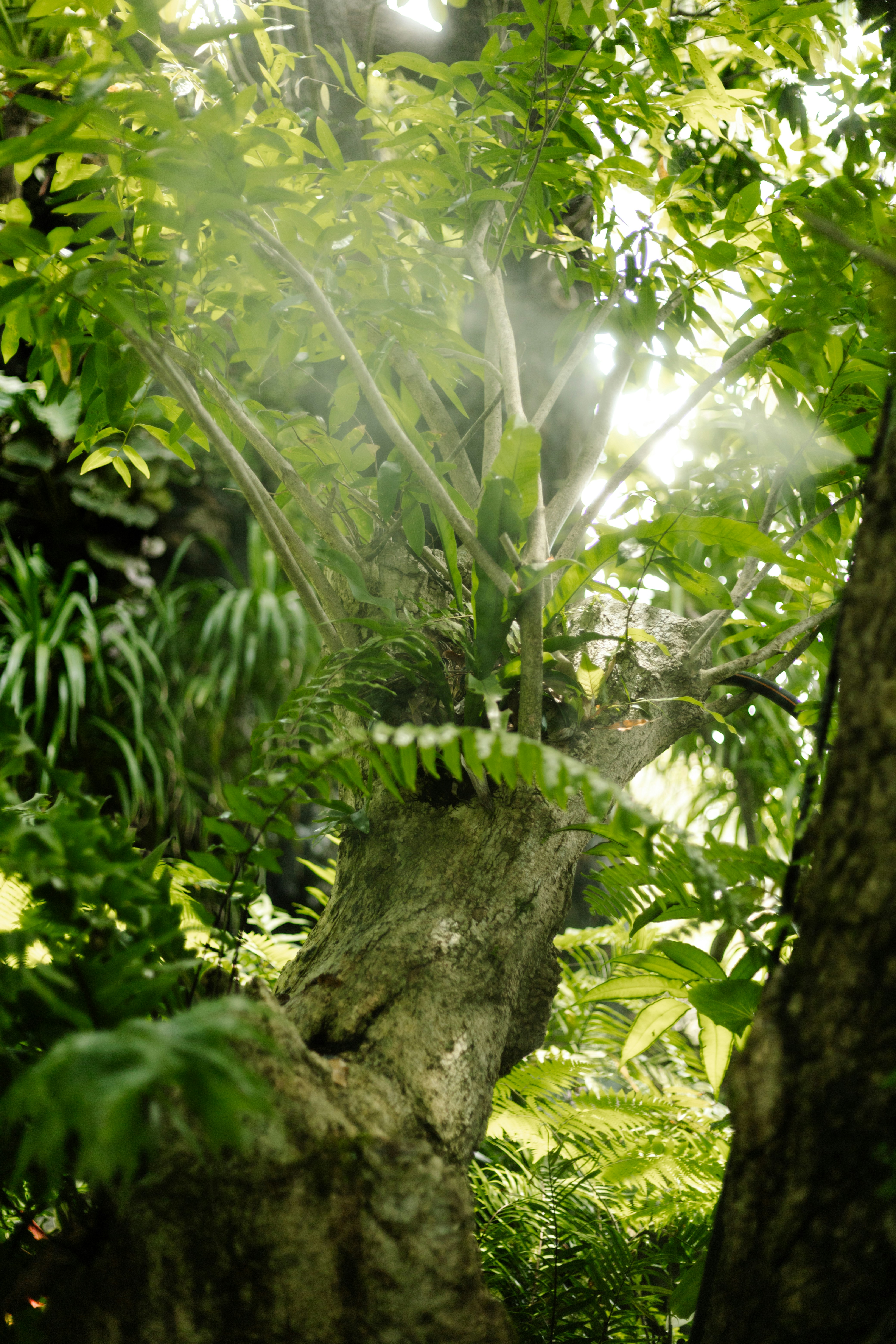 Sunlight streams through lush, green foliage.