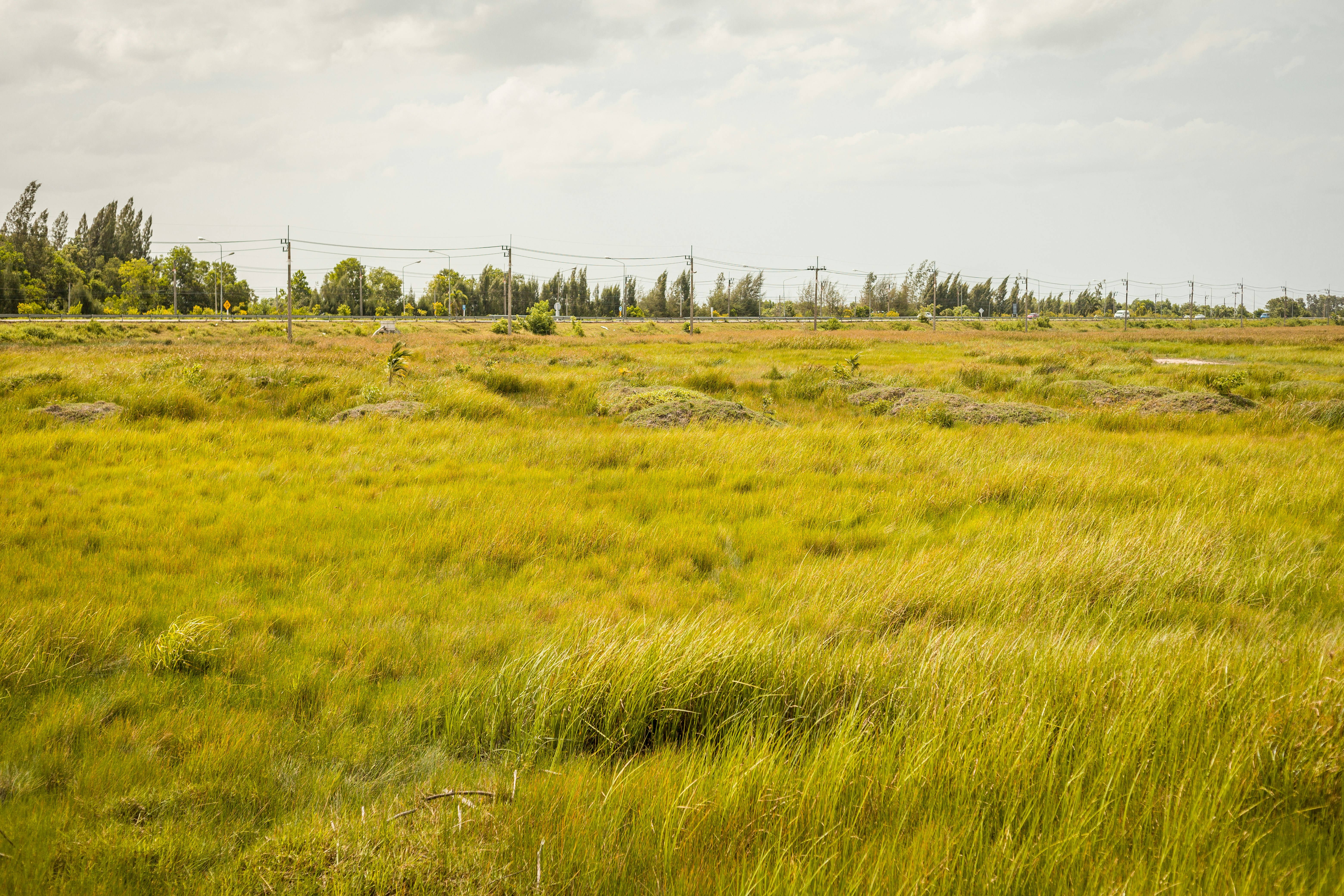 Yellow field with trees in the distance.