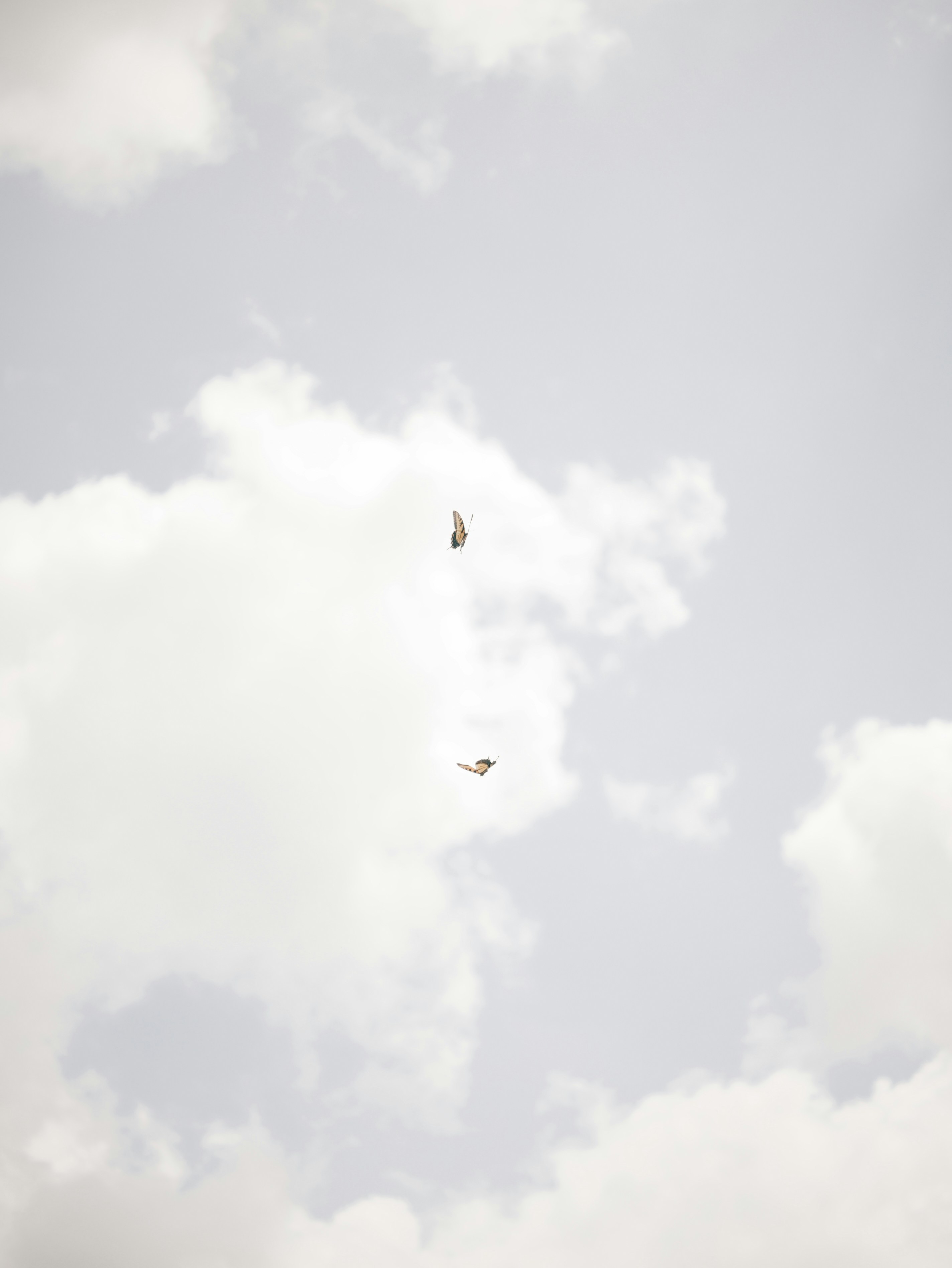 Birds fly in a cloud-filled sky.