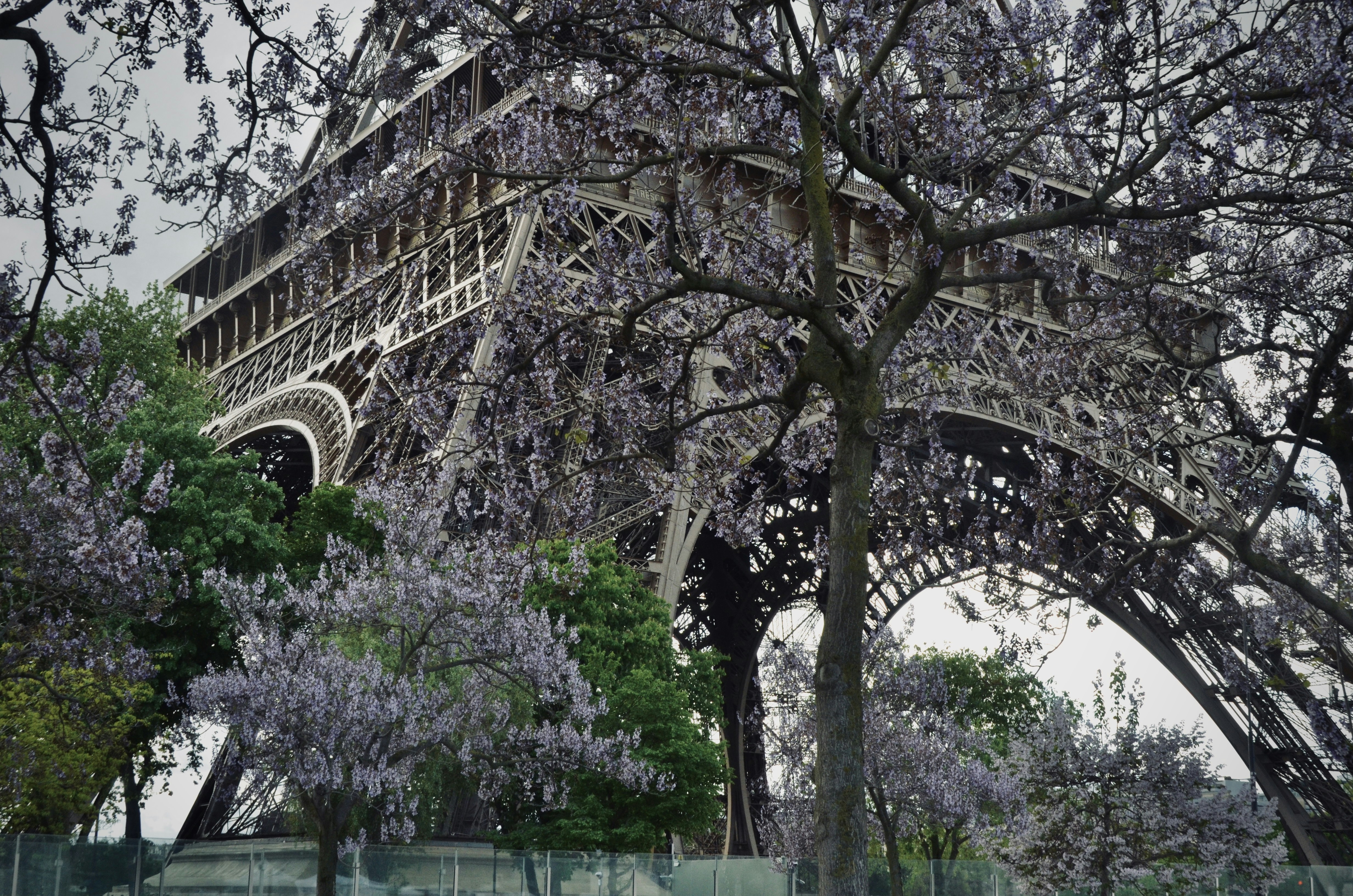 Whispers of Spring Beneath Iron Lace