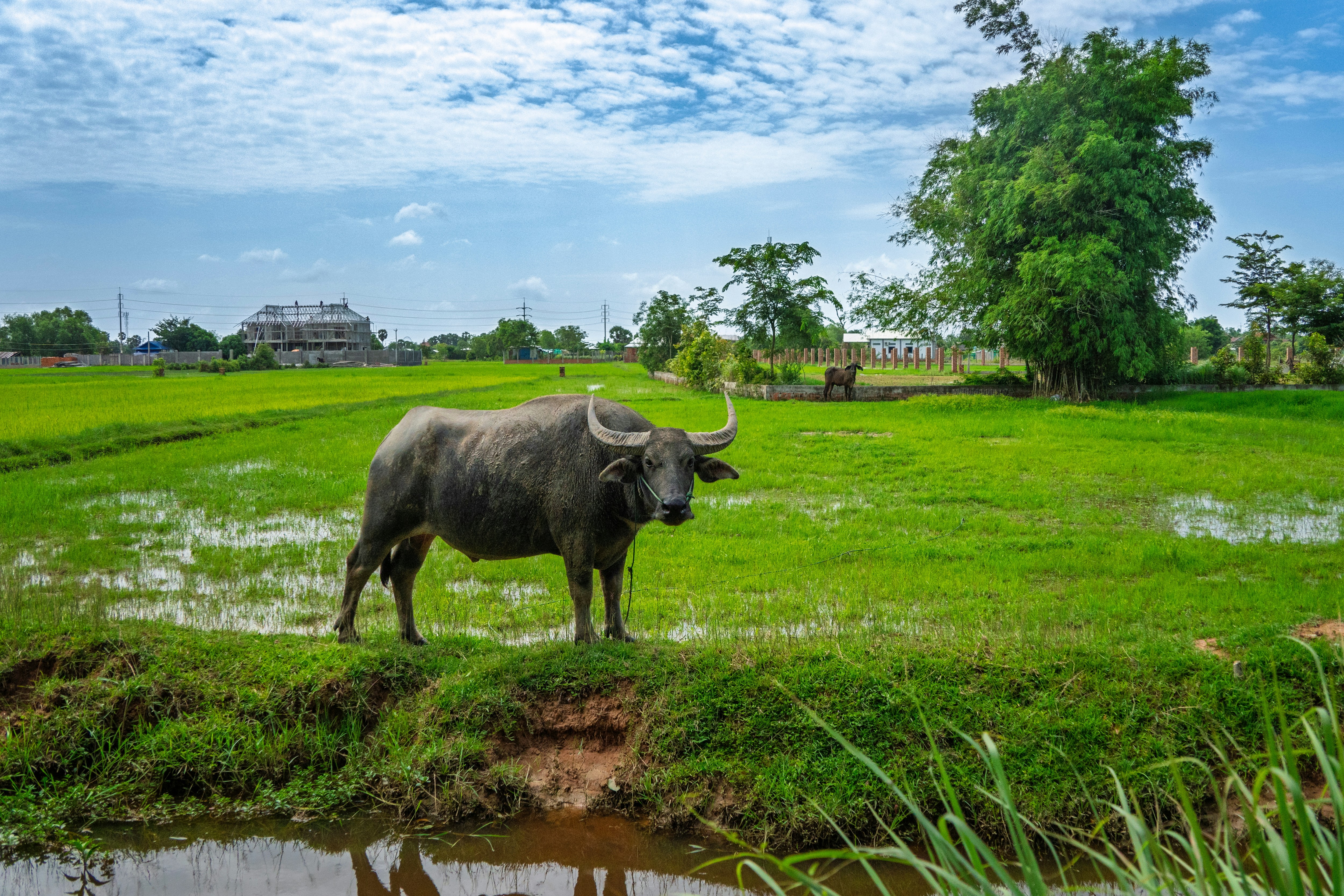 Quiet Herd: A Water-logged Field with a Watching Buffalo