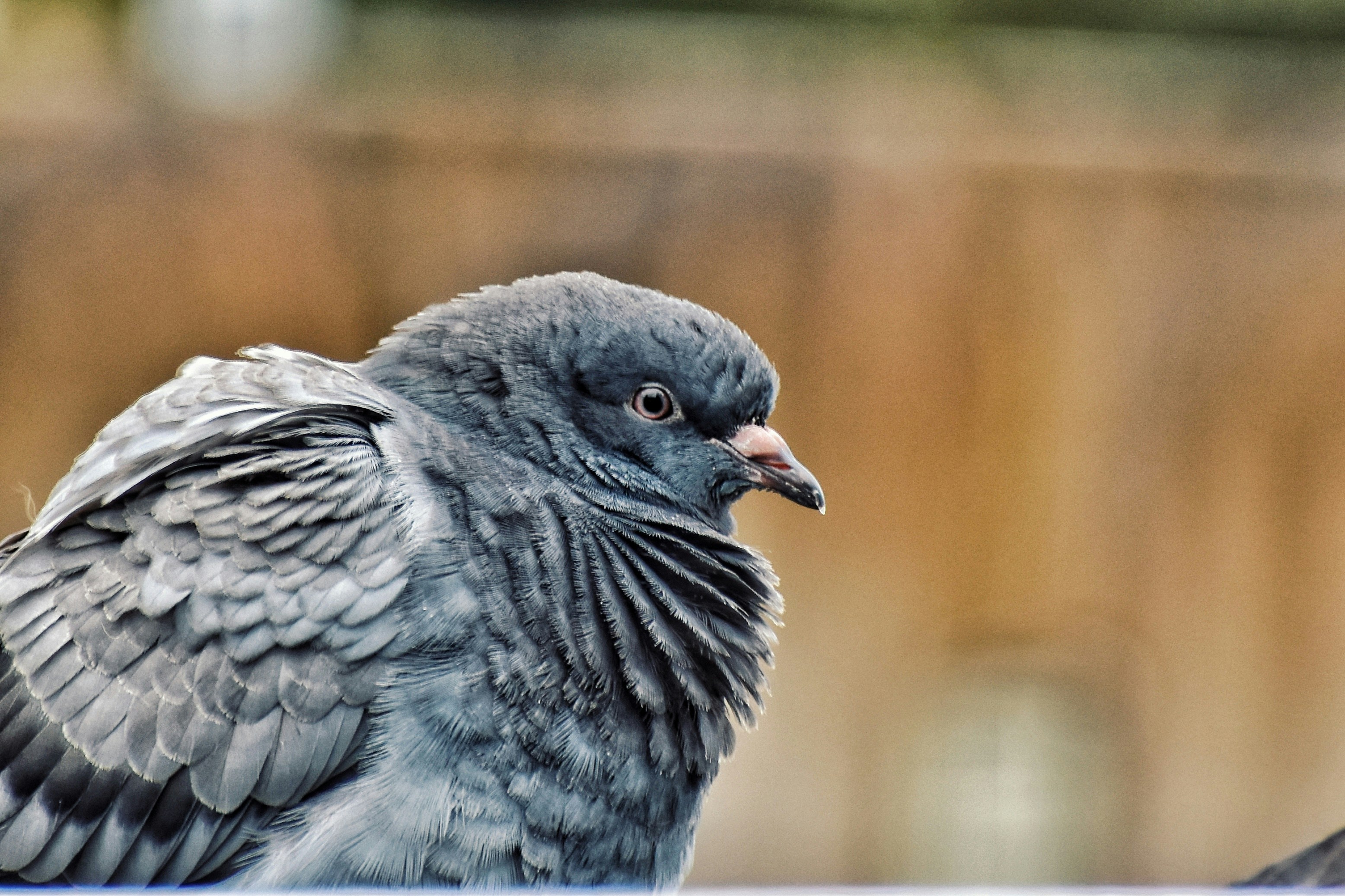 Urban Sentinel: The Resilient Pigeon