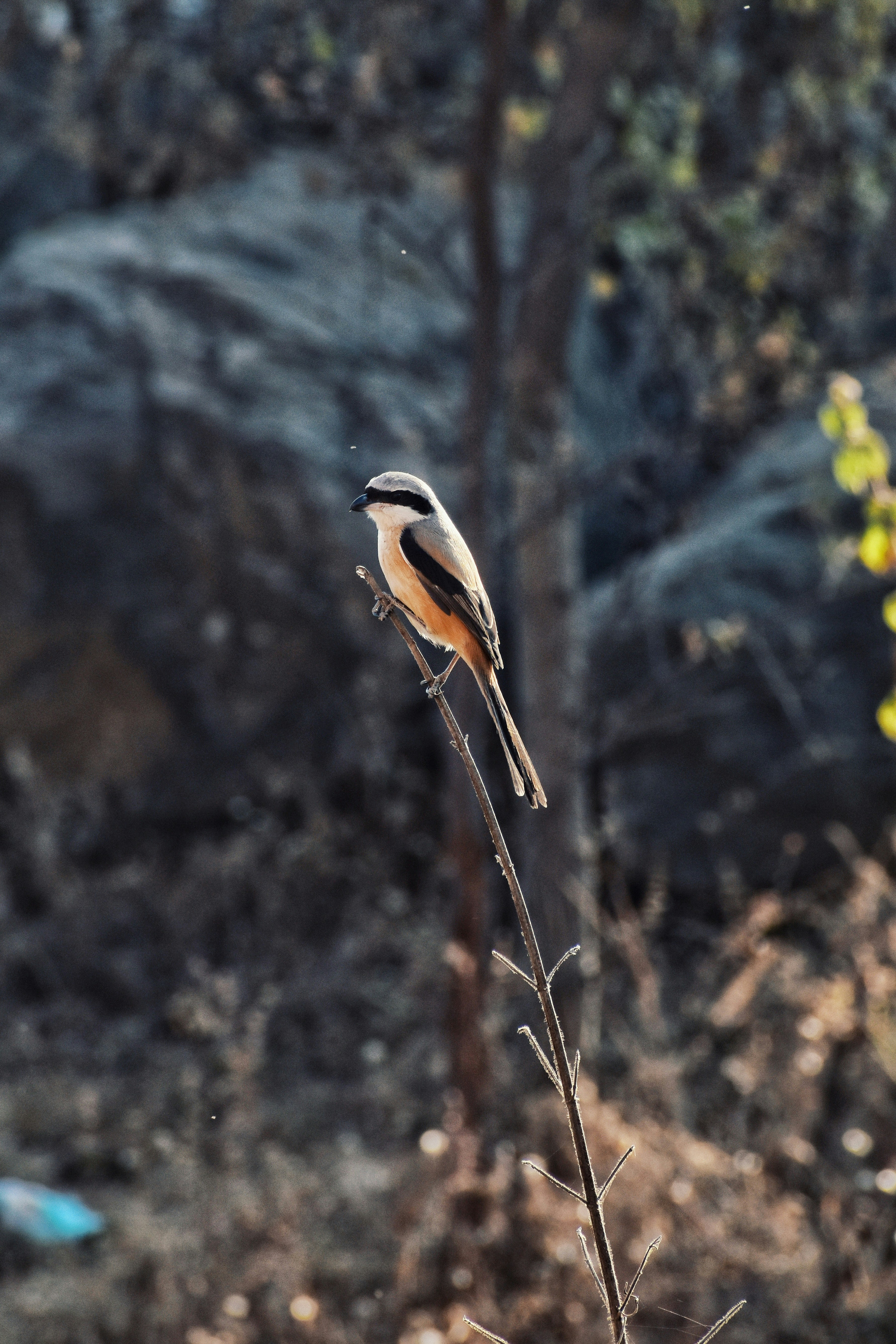A bird is perched on a branch.