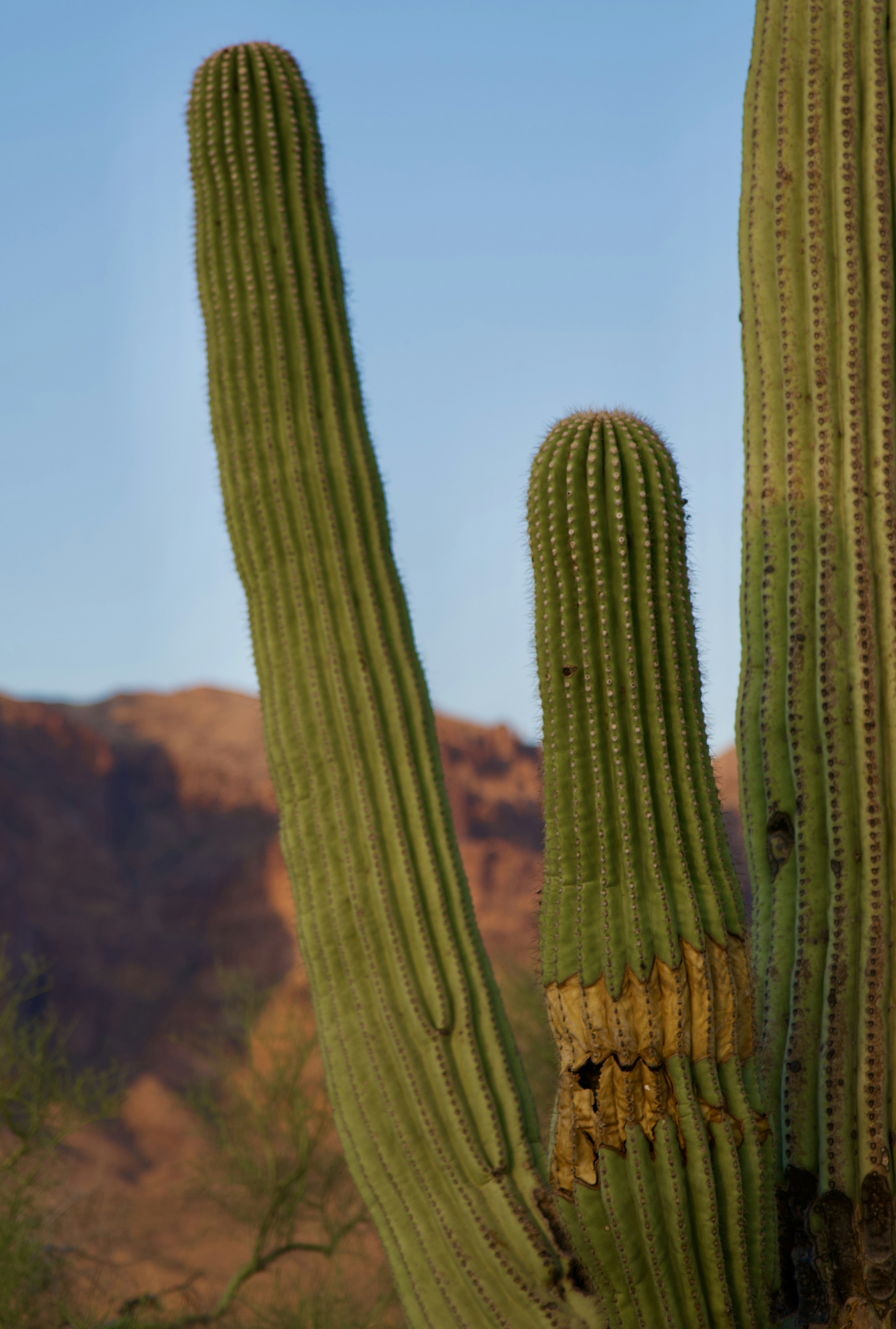 Desert Giants: The Resilient Saguaro