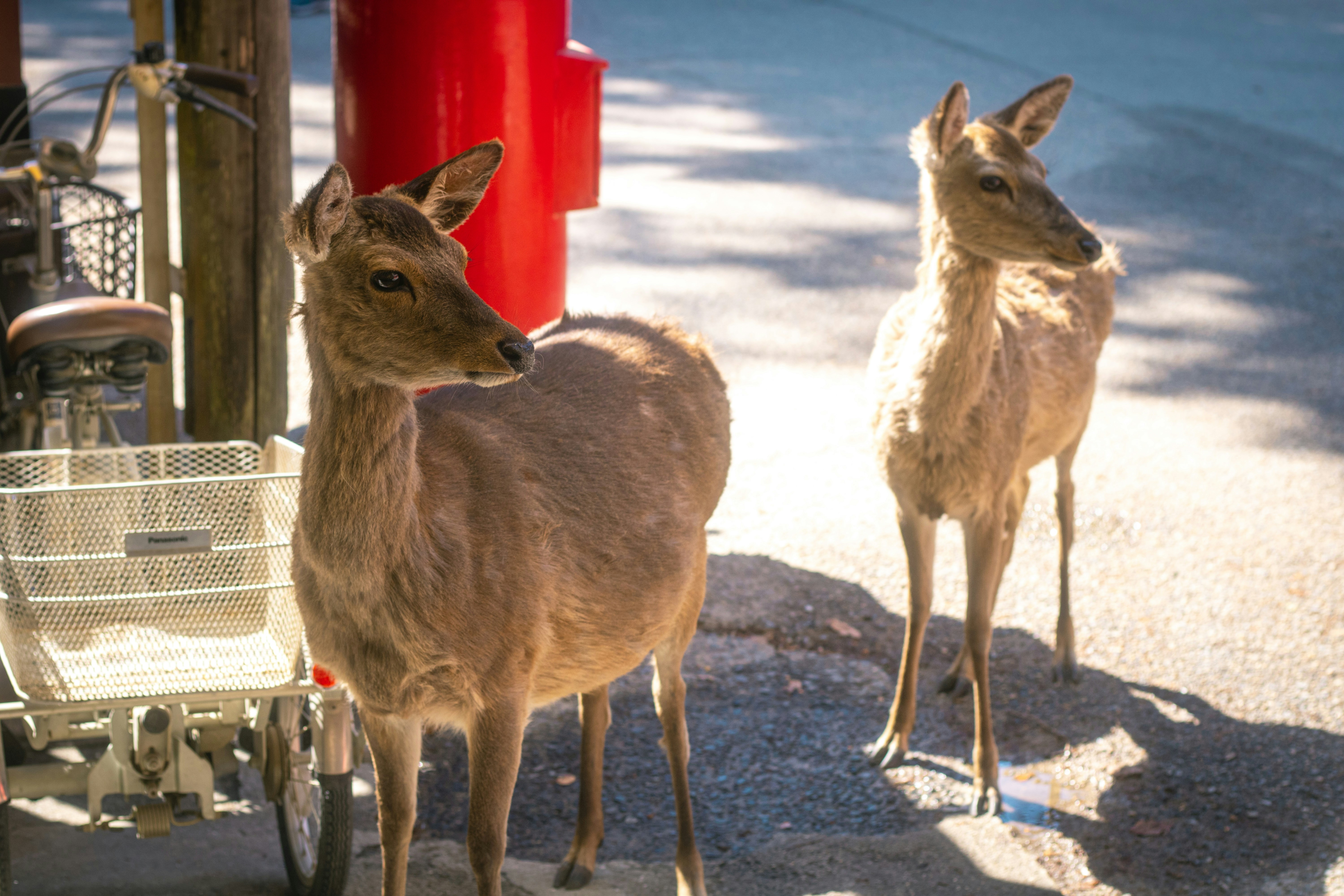 Quiet Encounter by the Park Cart