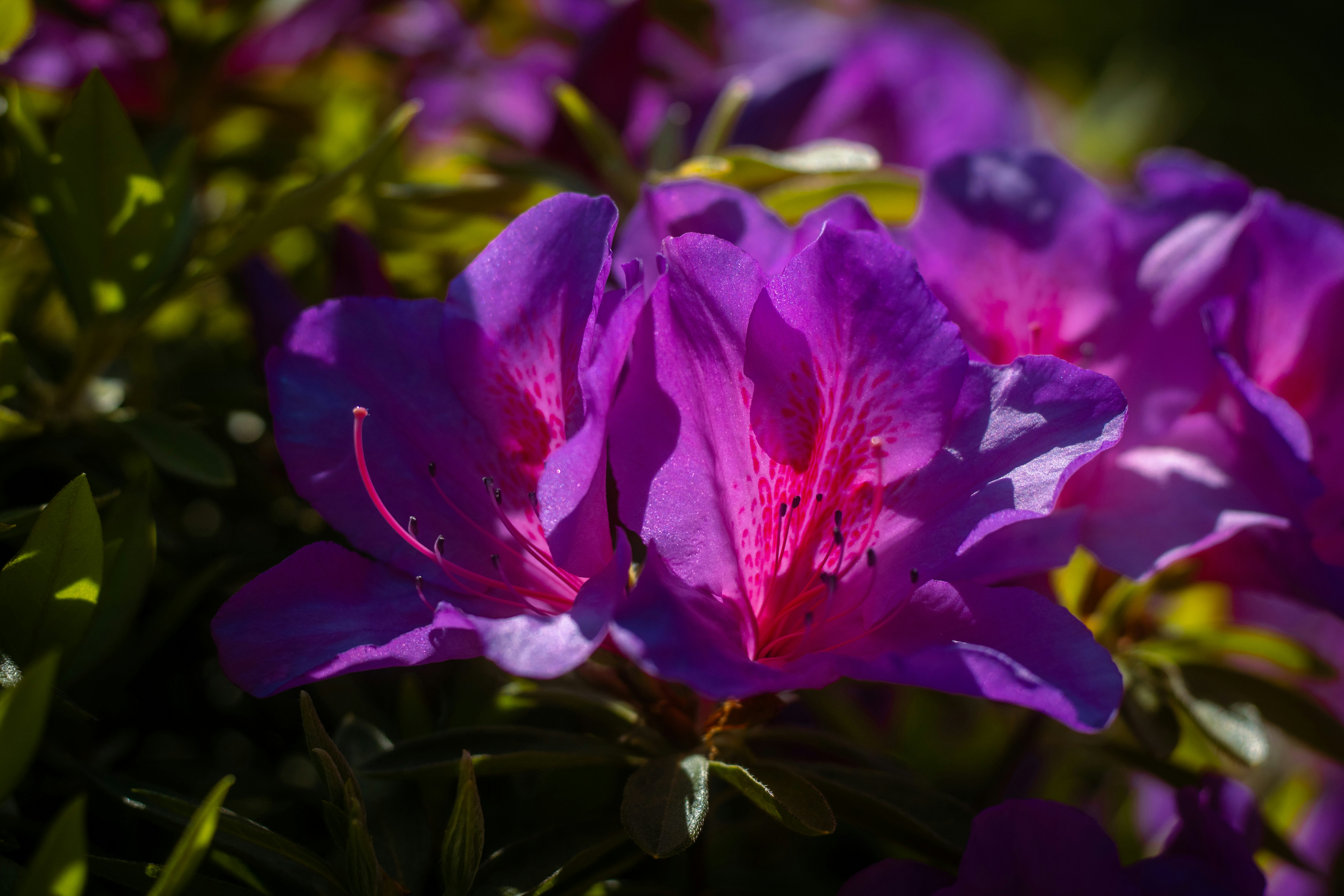 Vibrant Blooms: A Dance of Color in Nature