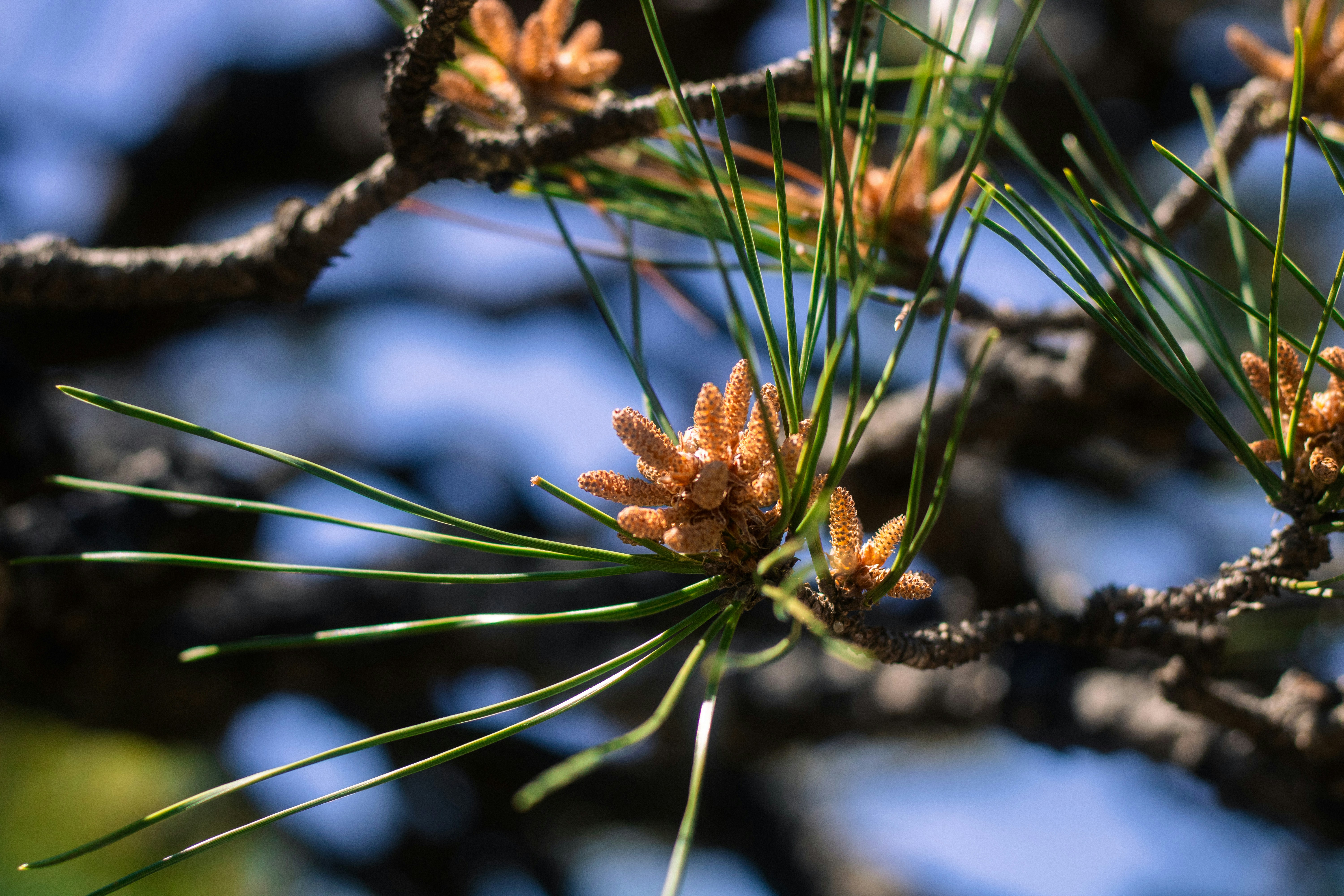 Sunlit Pine Buds Framing a Cascade of Needles
