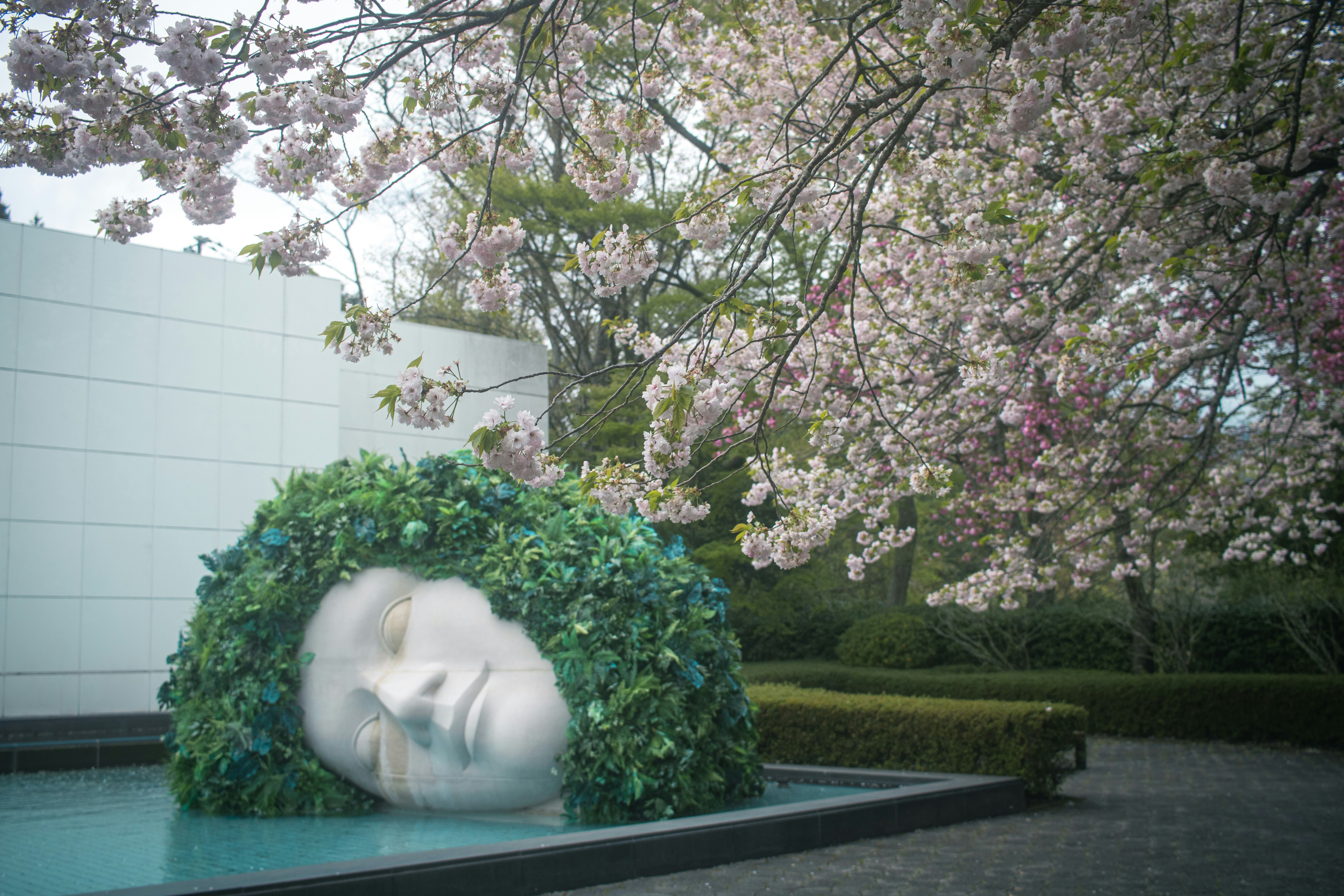 Serenity in Bloom: A Dreamlike Encounter