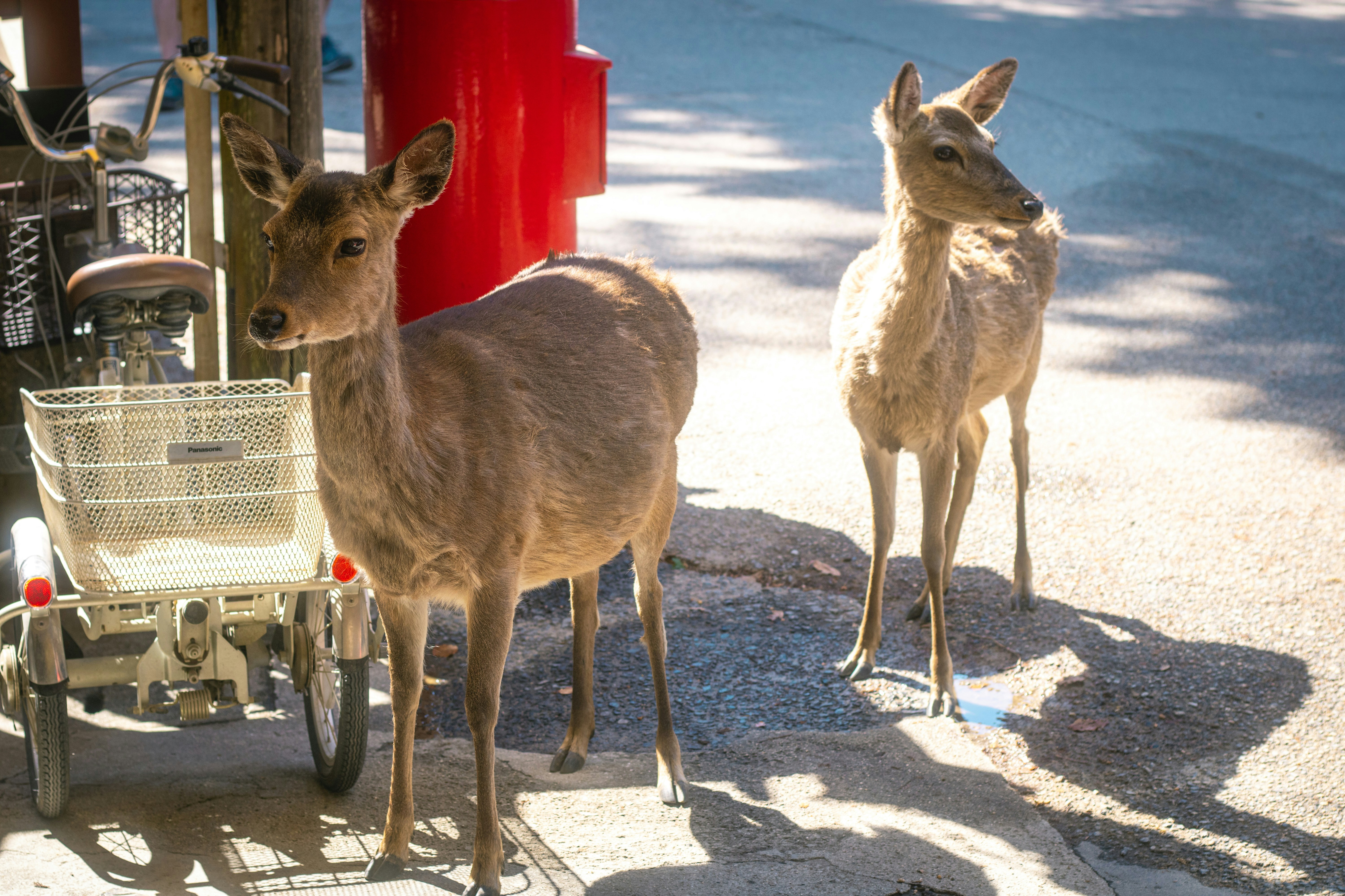 Street-Side Deer Duo in the Sunlit Courtyard