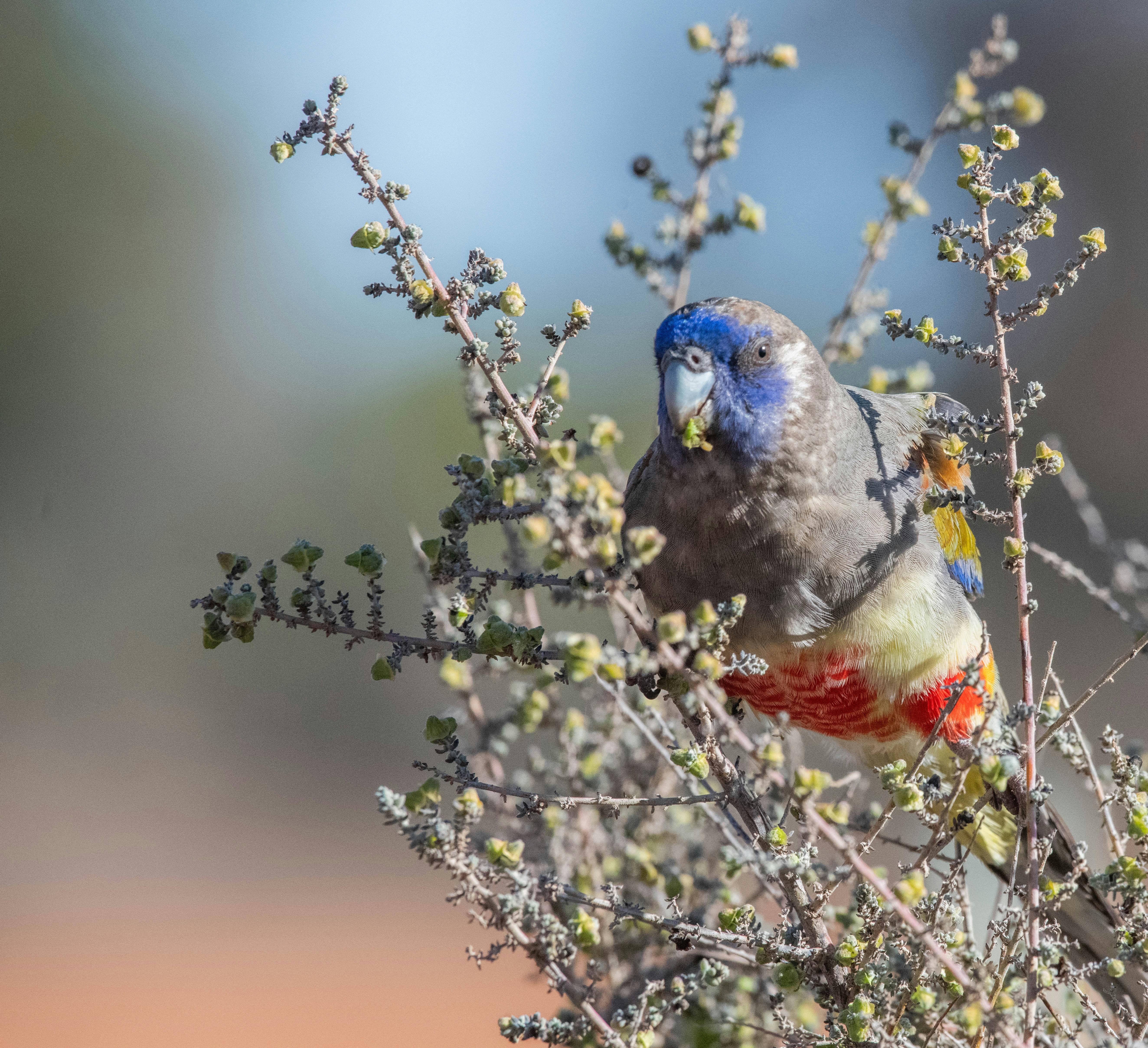 Blue Bonnet Parrot | A colorful parrot is perched on a bush.