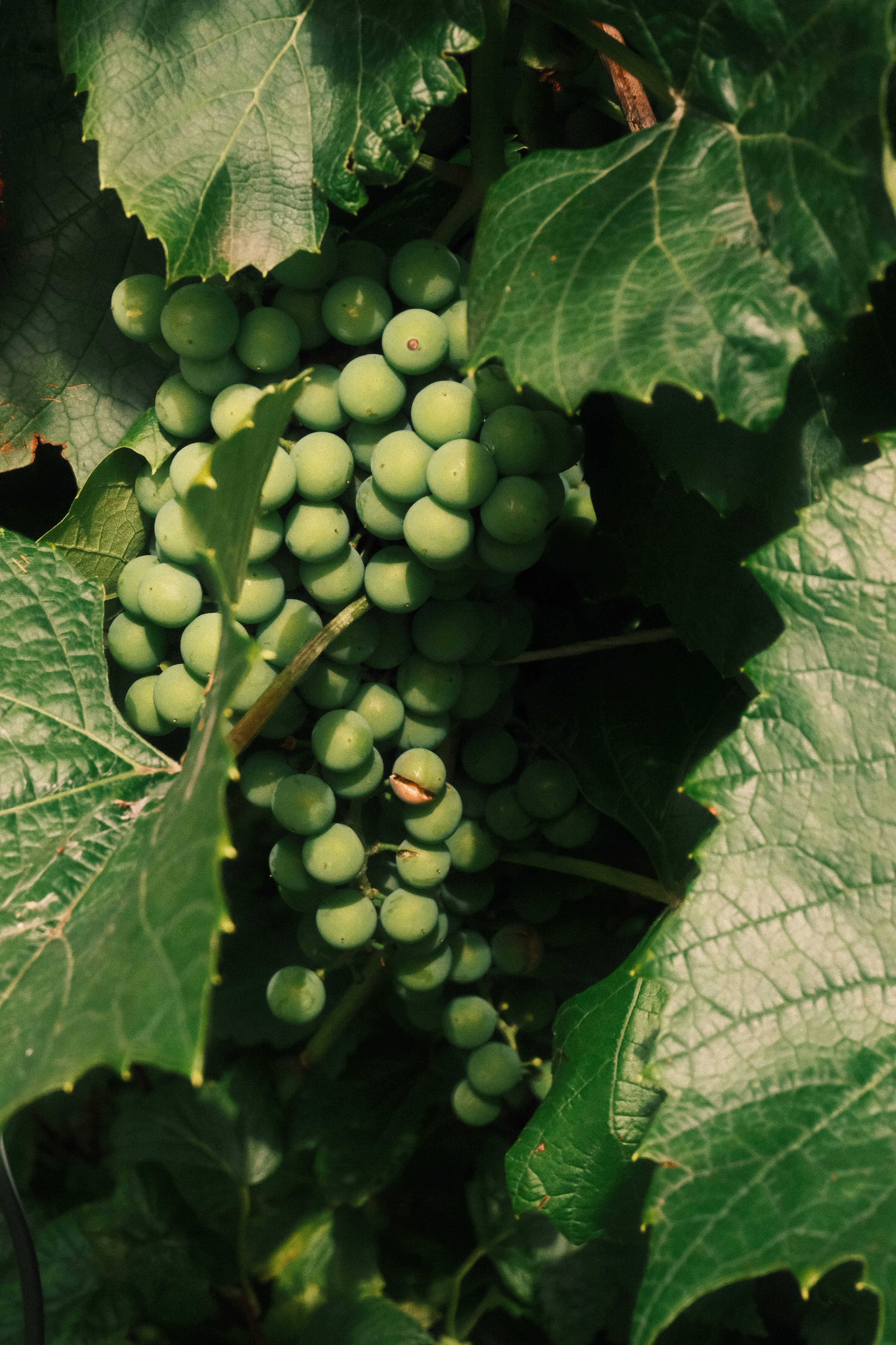 Clusters of unripe green grapes nestled among lush green leaves, showcasing the early stages of growth.