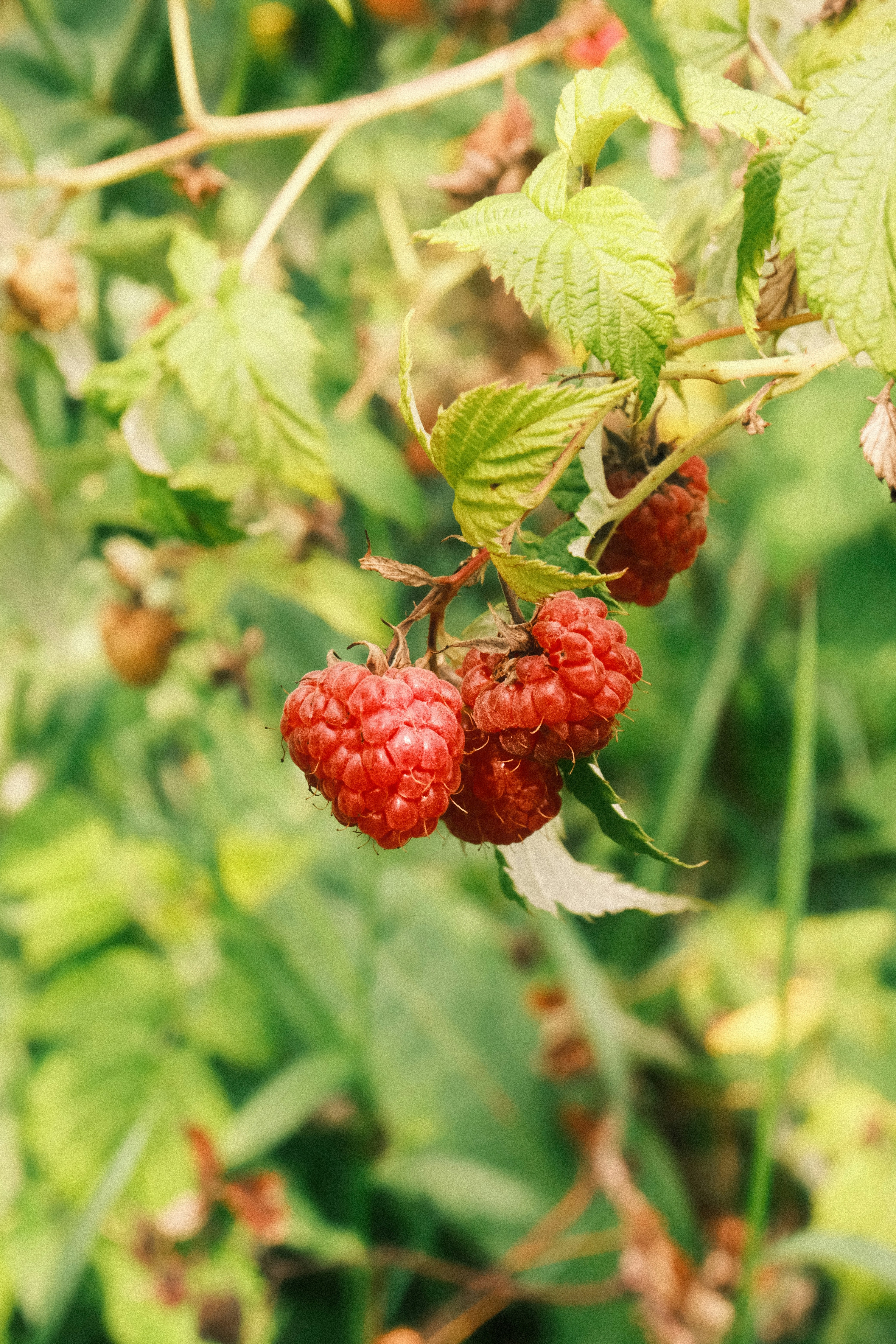 Cluster of ripe raspberries hanging among green leaves, showcasing their vibrant red color and textured surface.