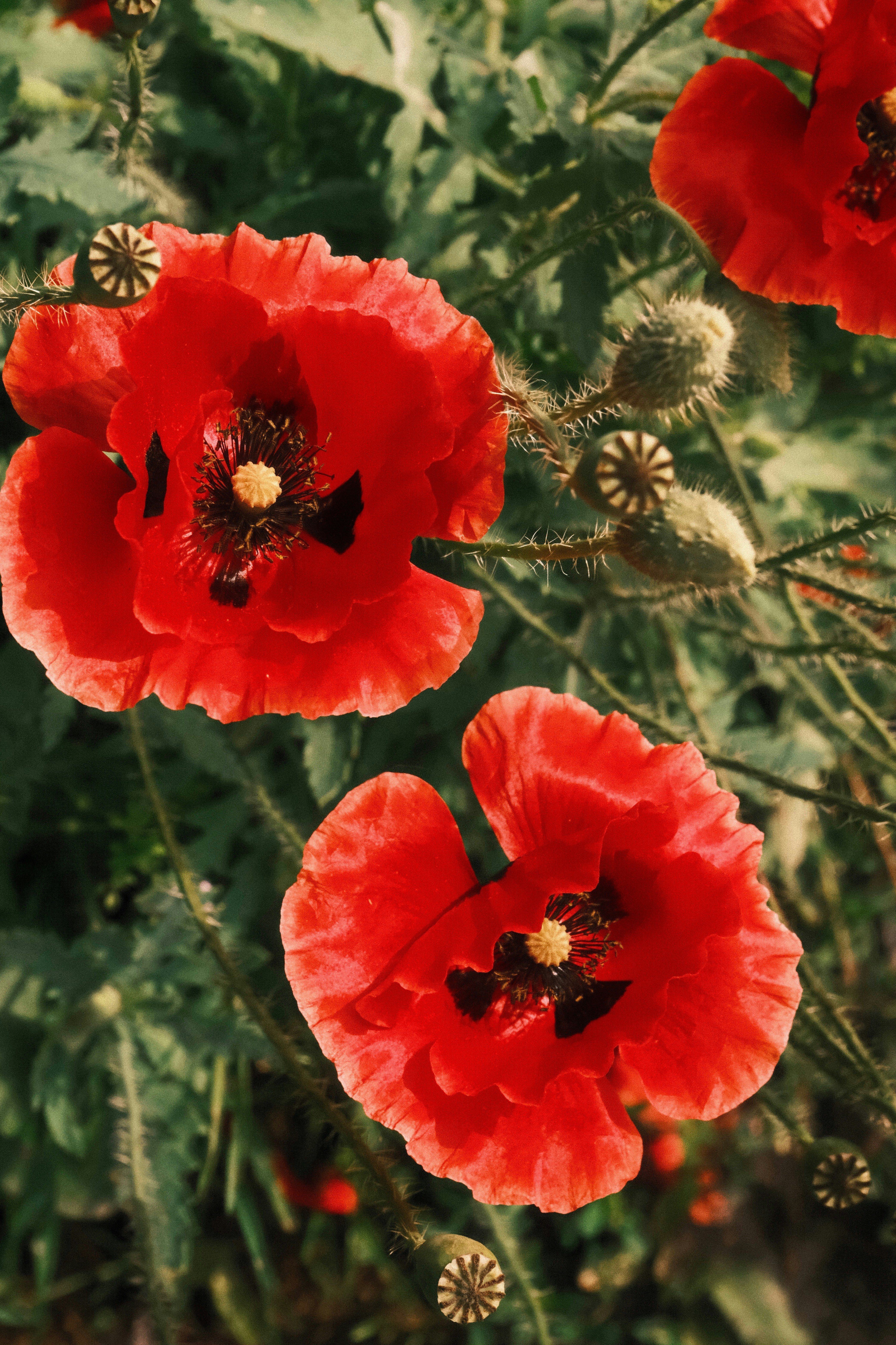 Vibrant Elegance of Poppy Blooms
