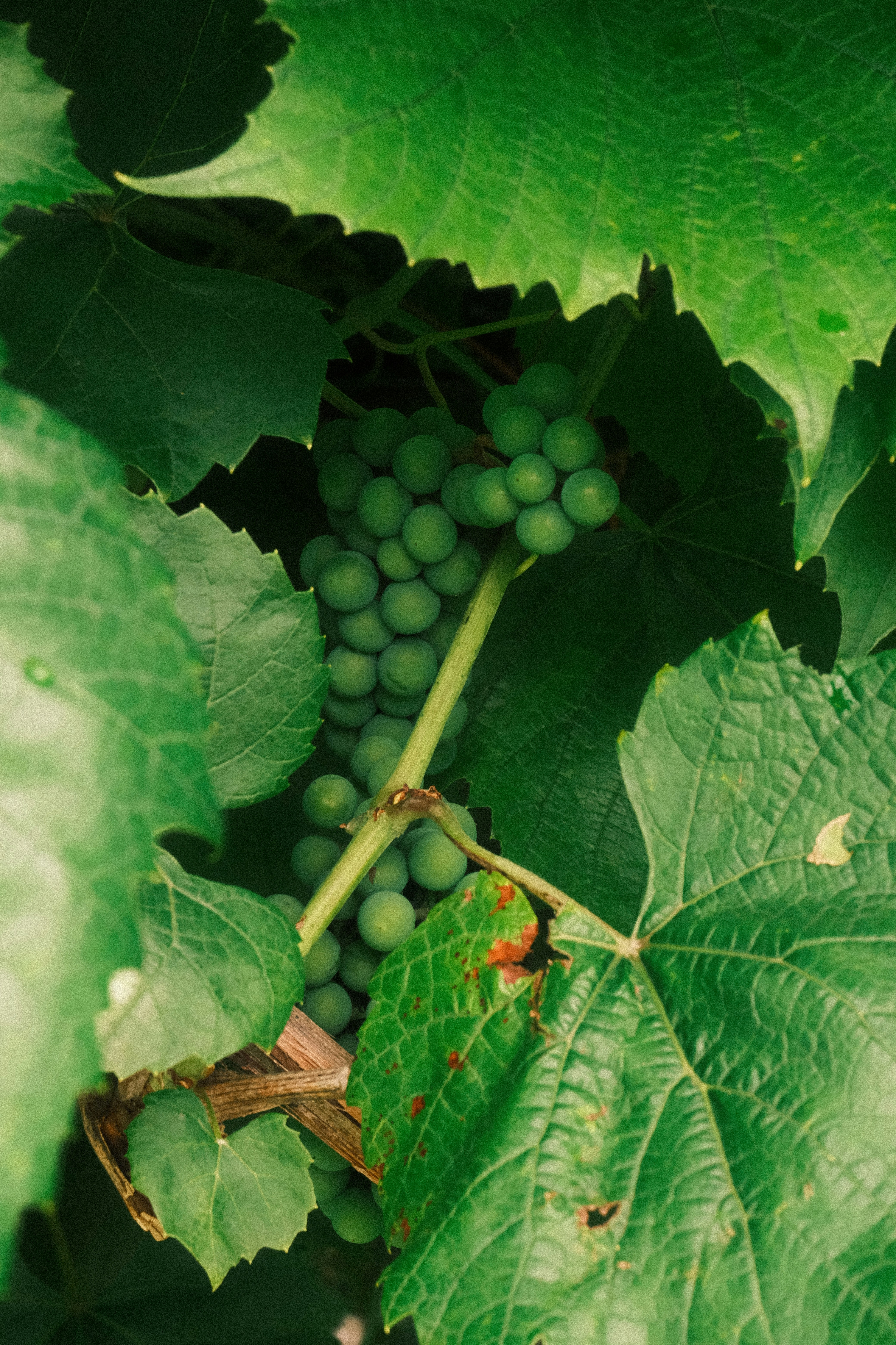 Cluster of unripe green grapes nestled among lush green leaves, showcasing the natural growth process of vines.