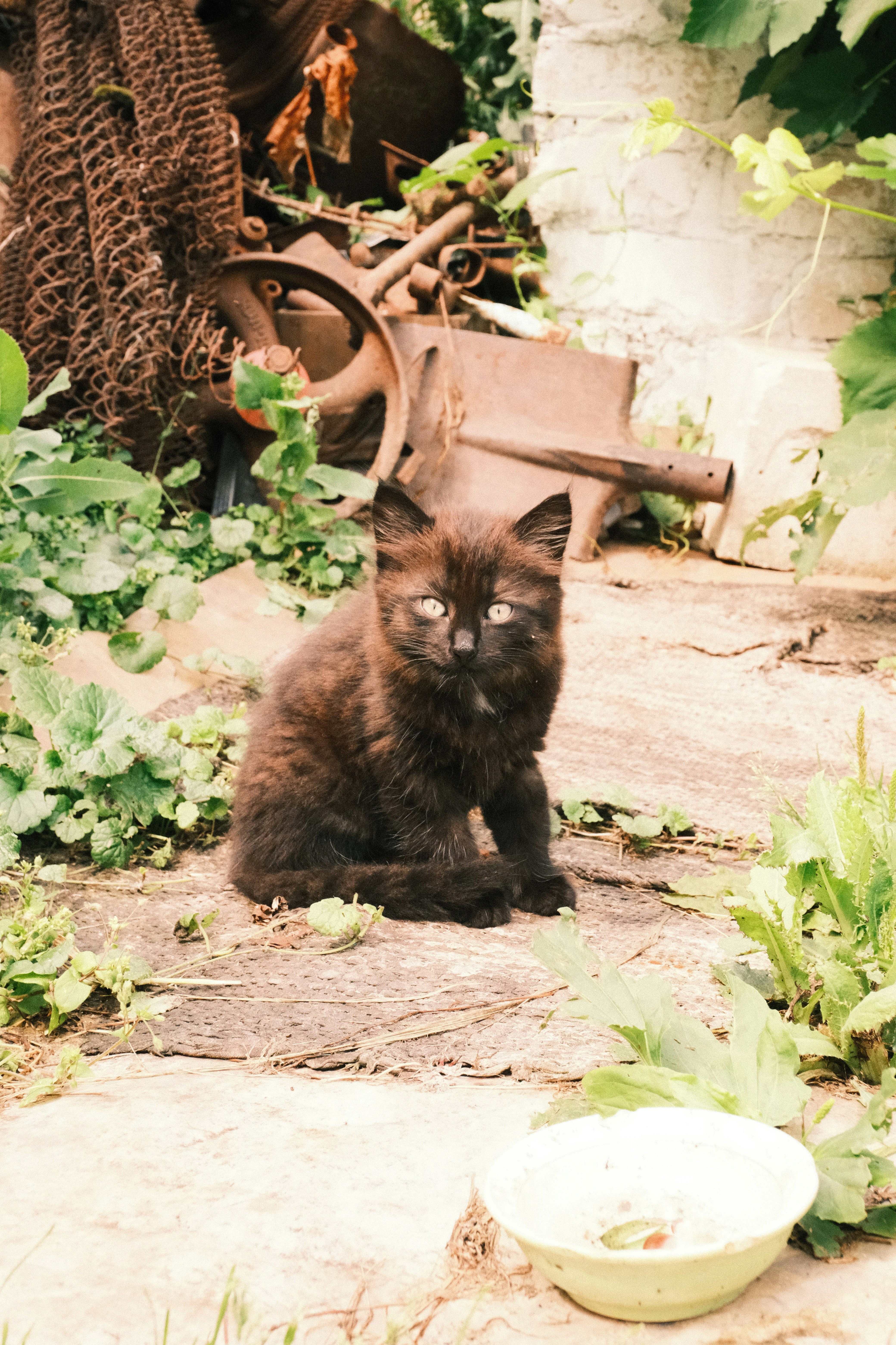 Rust, Ivy, and a Curious Black Kitten on a Sunlit Path