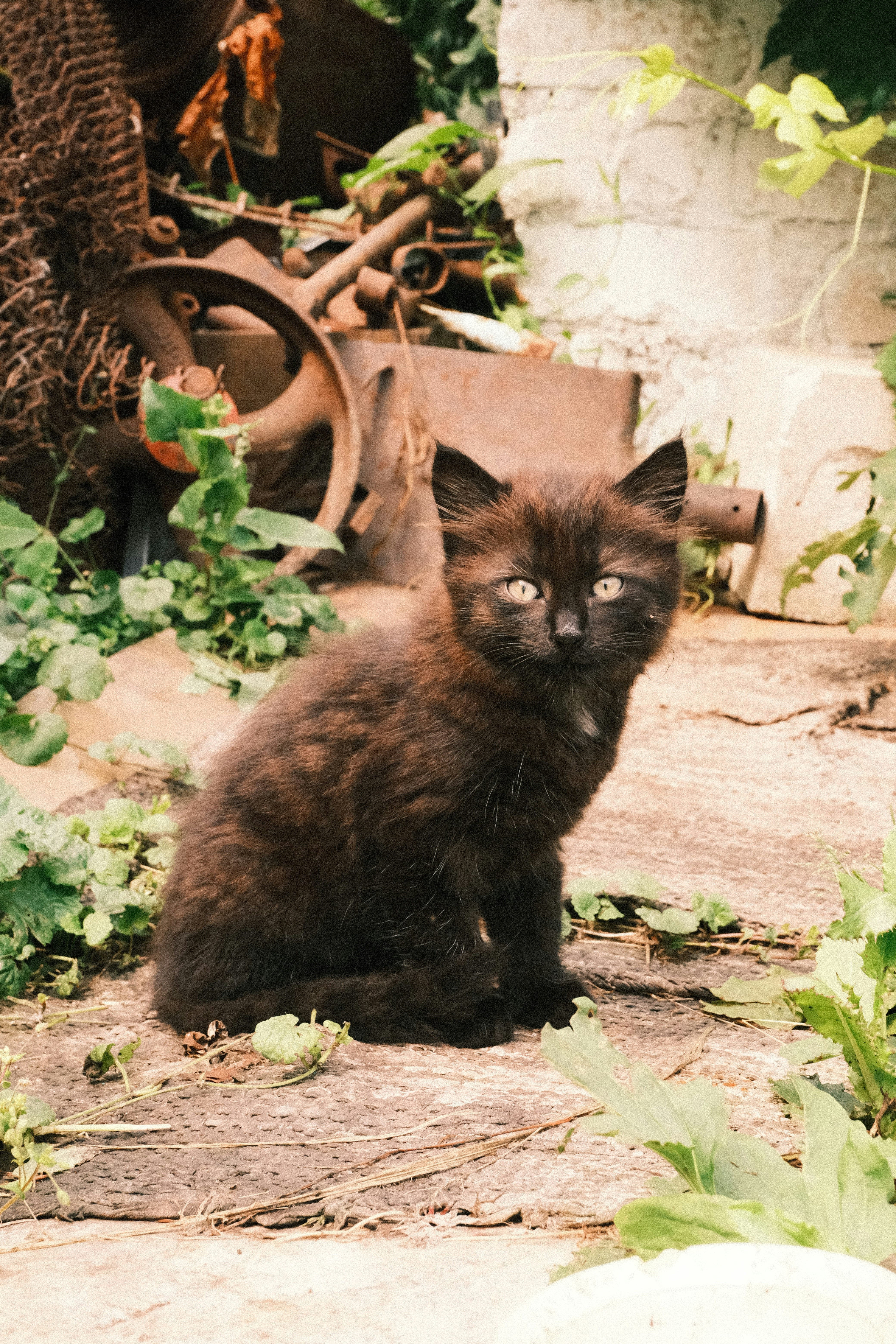 A fluffy black kitten sits amidst greenery and rustic decor, exuding curiosity and charm.