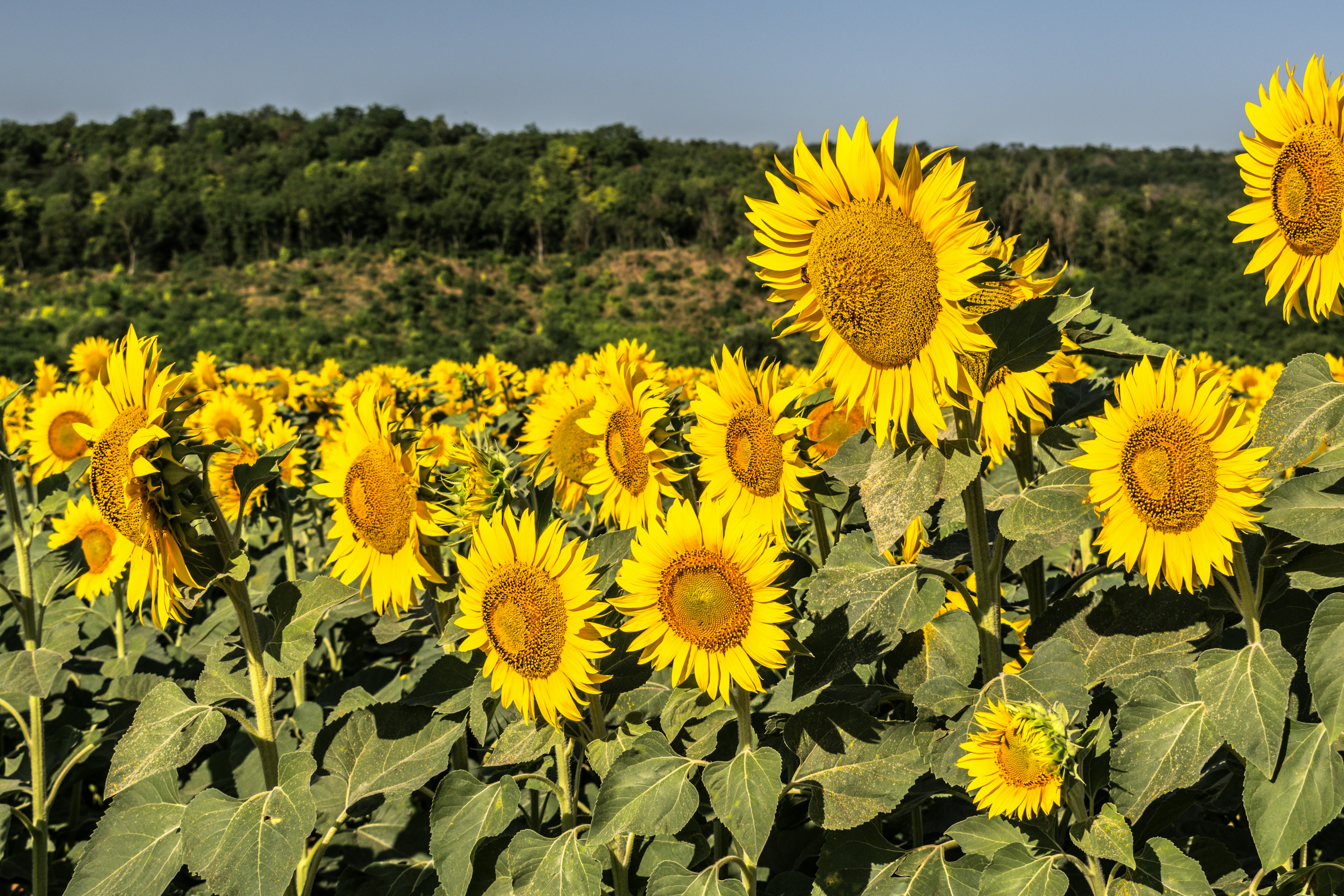 Vibrant sunflowers bask in the sunlight, creating a lively scene in a sprawling field. The lush green backdrop enhances the vivid yellow hues.