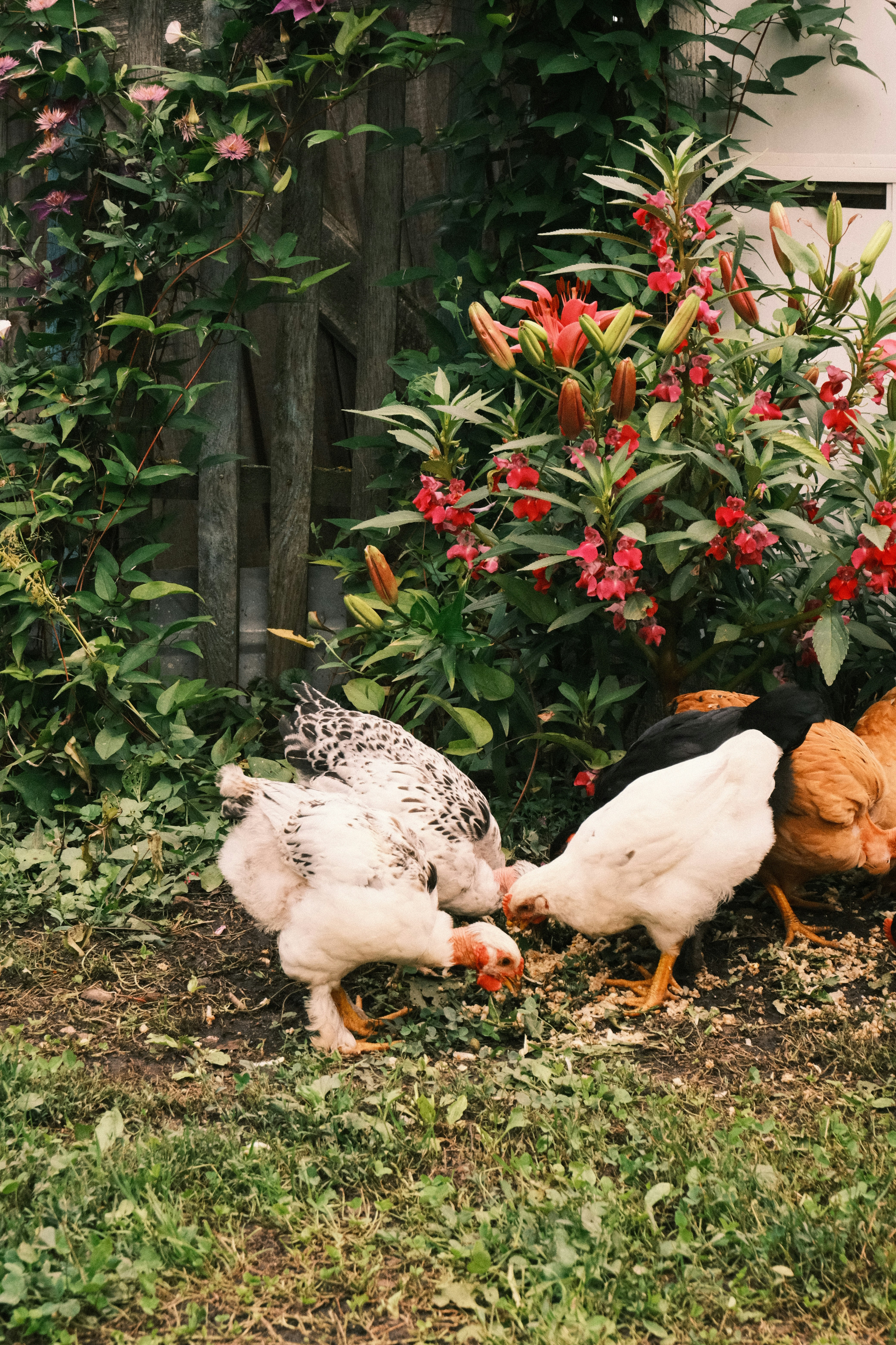 Chickens pecking at the ground in a lush garden filled with vibrant flowers and greenery.