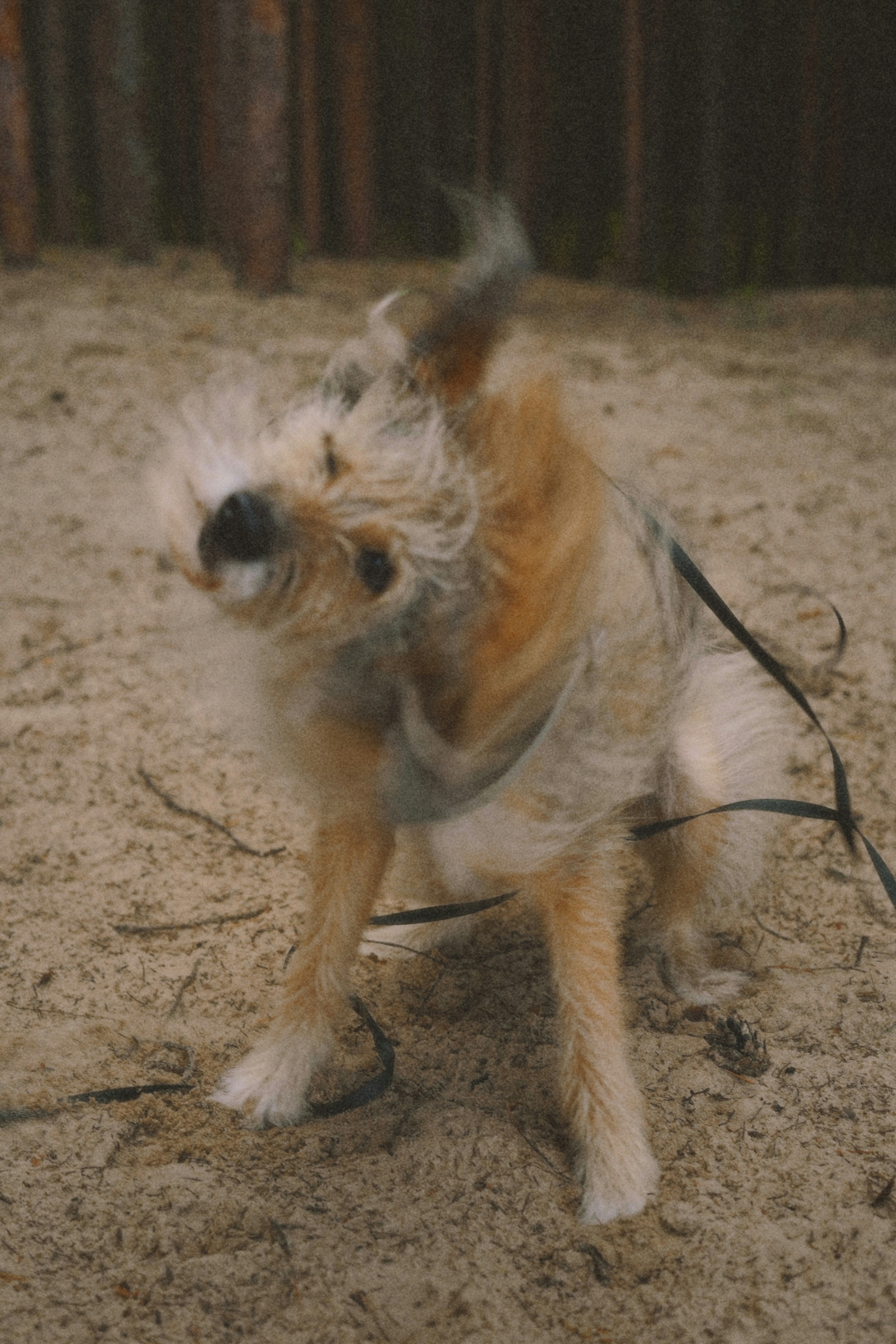 The dog is shaking its head. photo – Free Animal Image on Unsplash