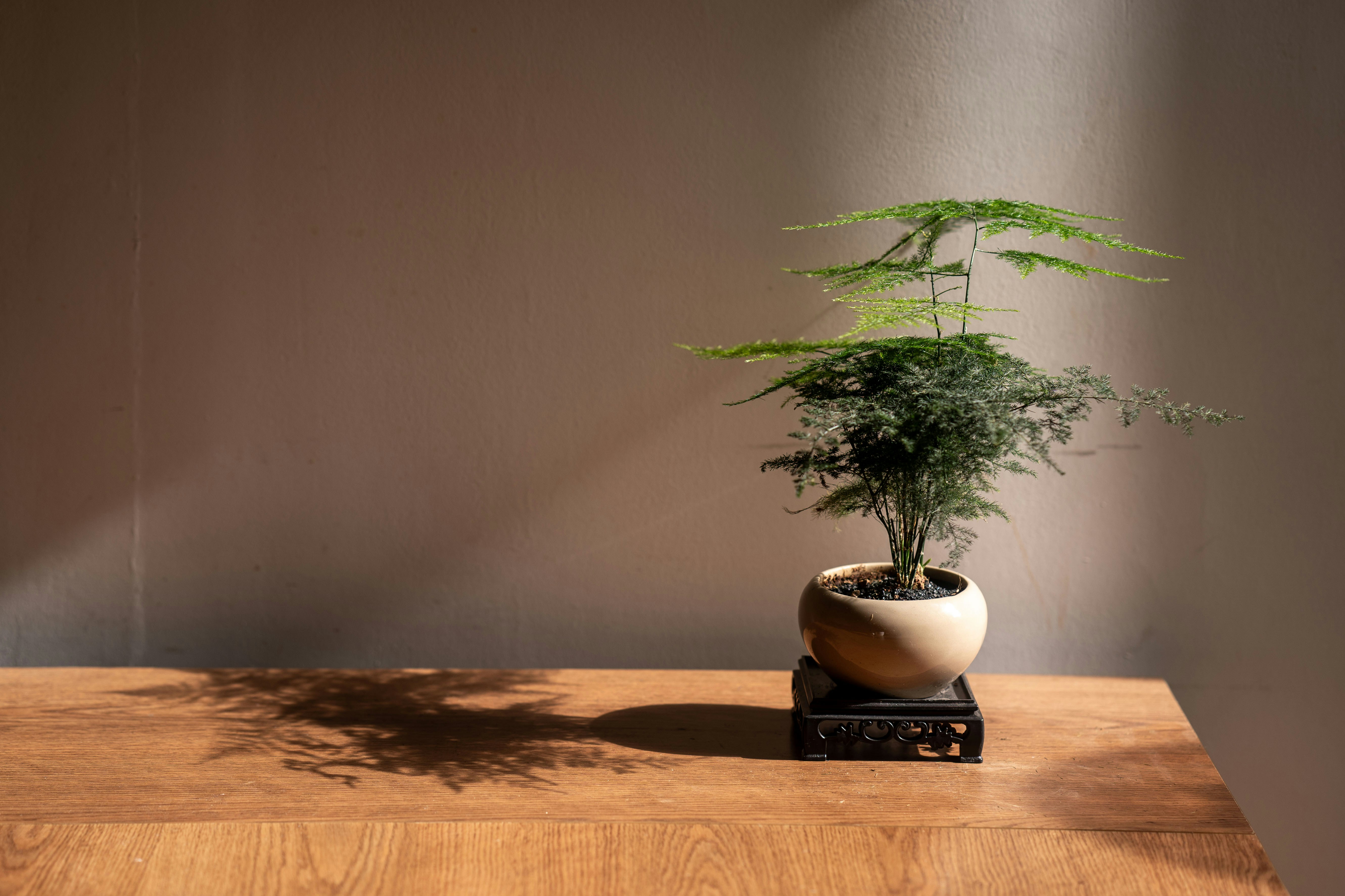Potted Plant | A potted plant sits on a wooden table.