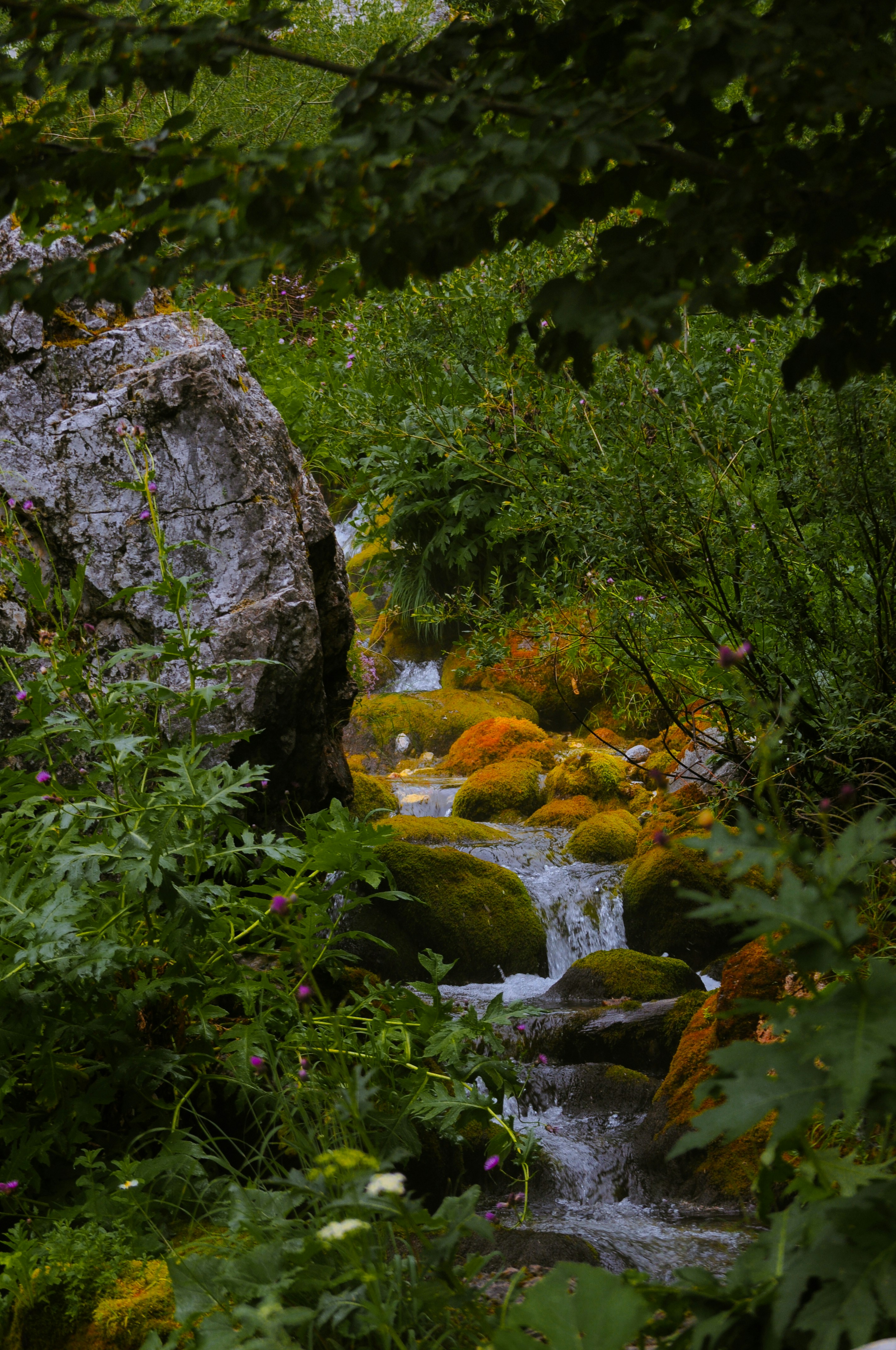 somewhere in the mountains | A flowing creek meanders through a lush forest.