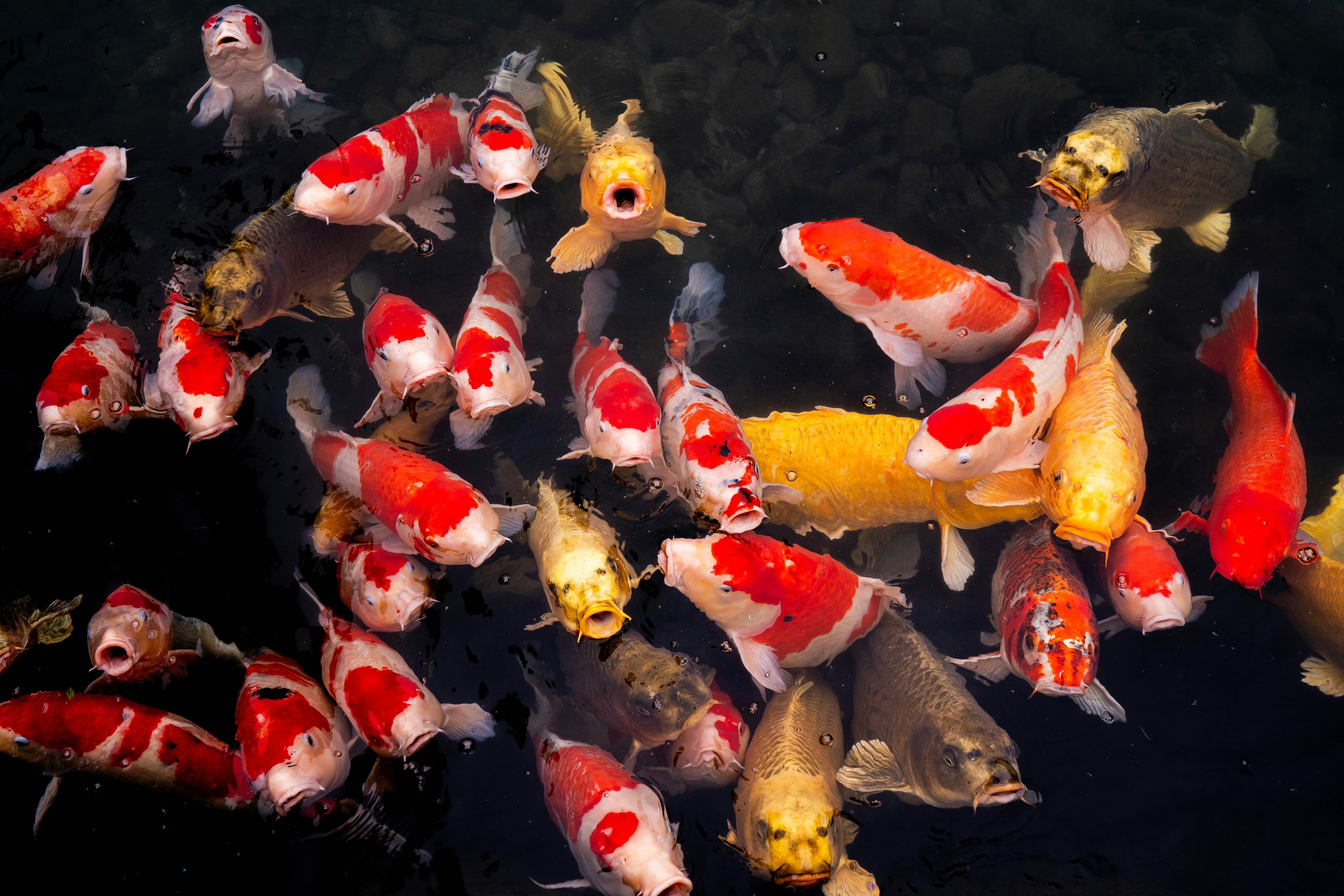 Harmony Beneath the Surface: A Koi Gathering