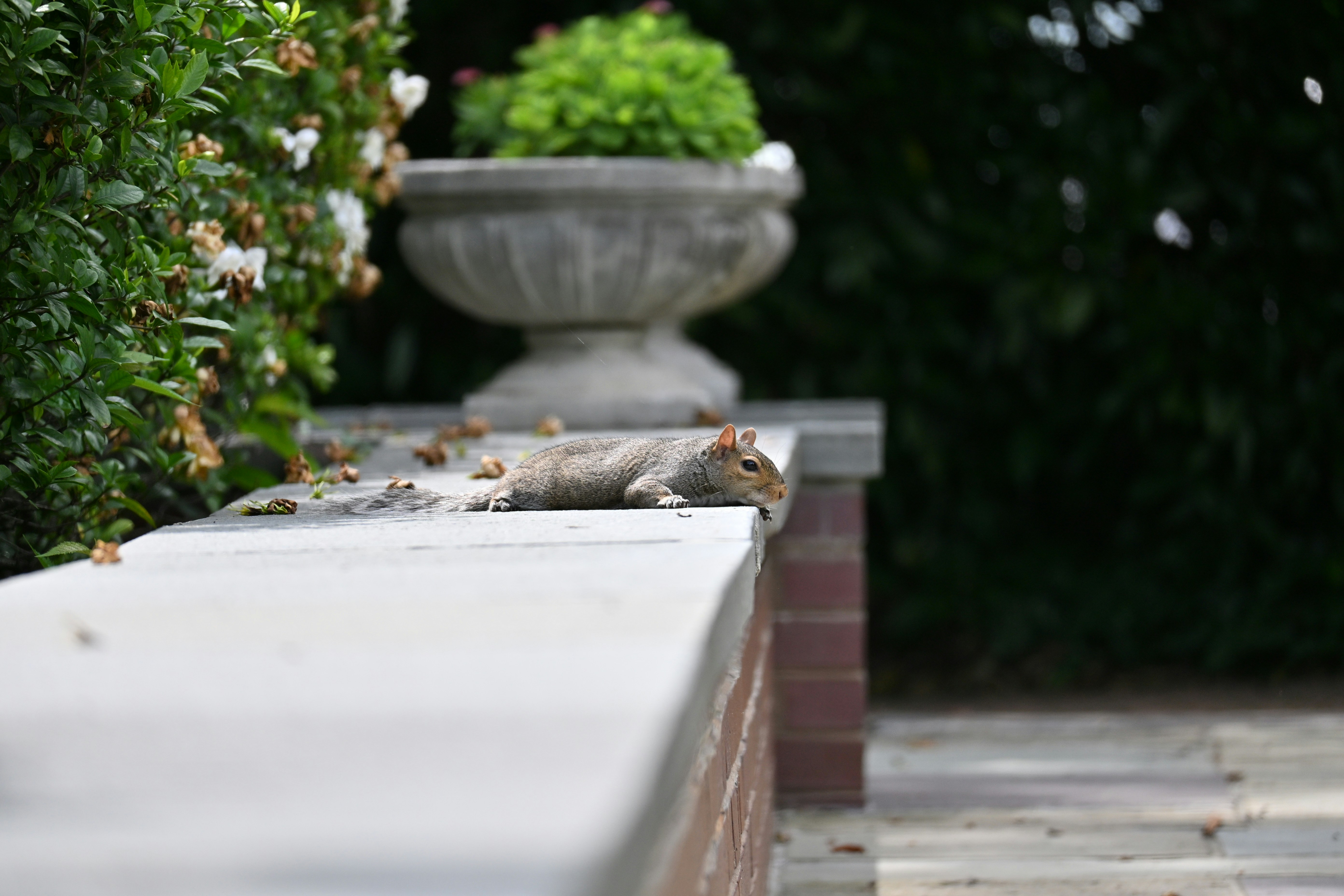 Ledge Pause: A Squirrel's Quiet Moment in a Sunlit Garden