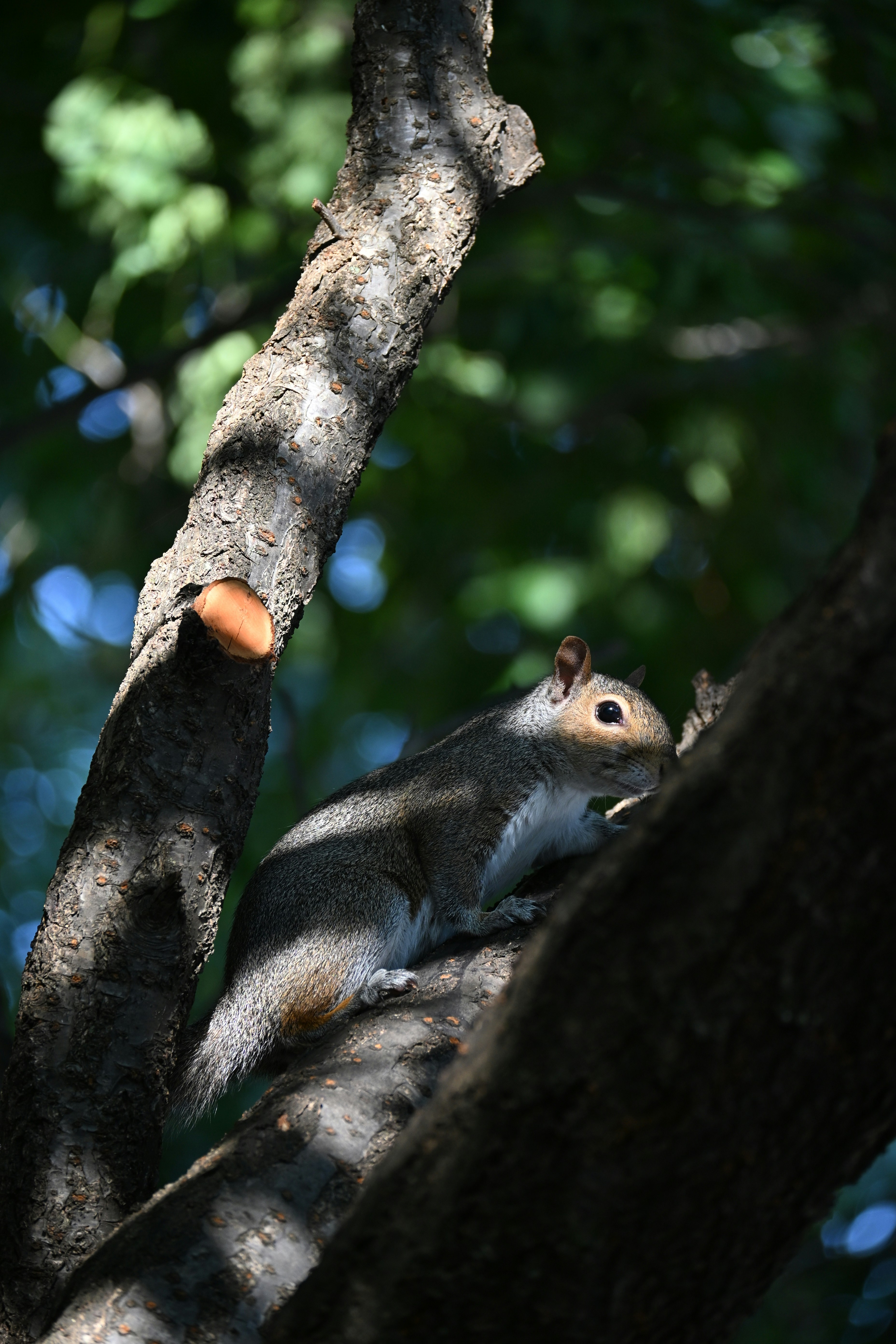 A squirrel perches on a tree branch.