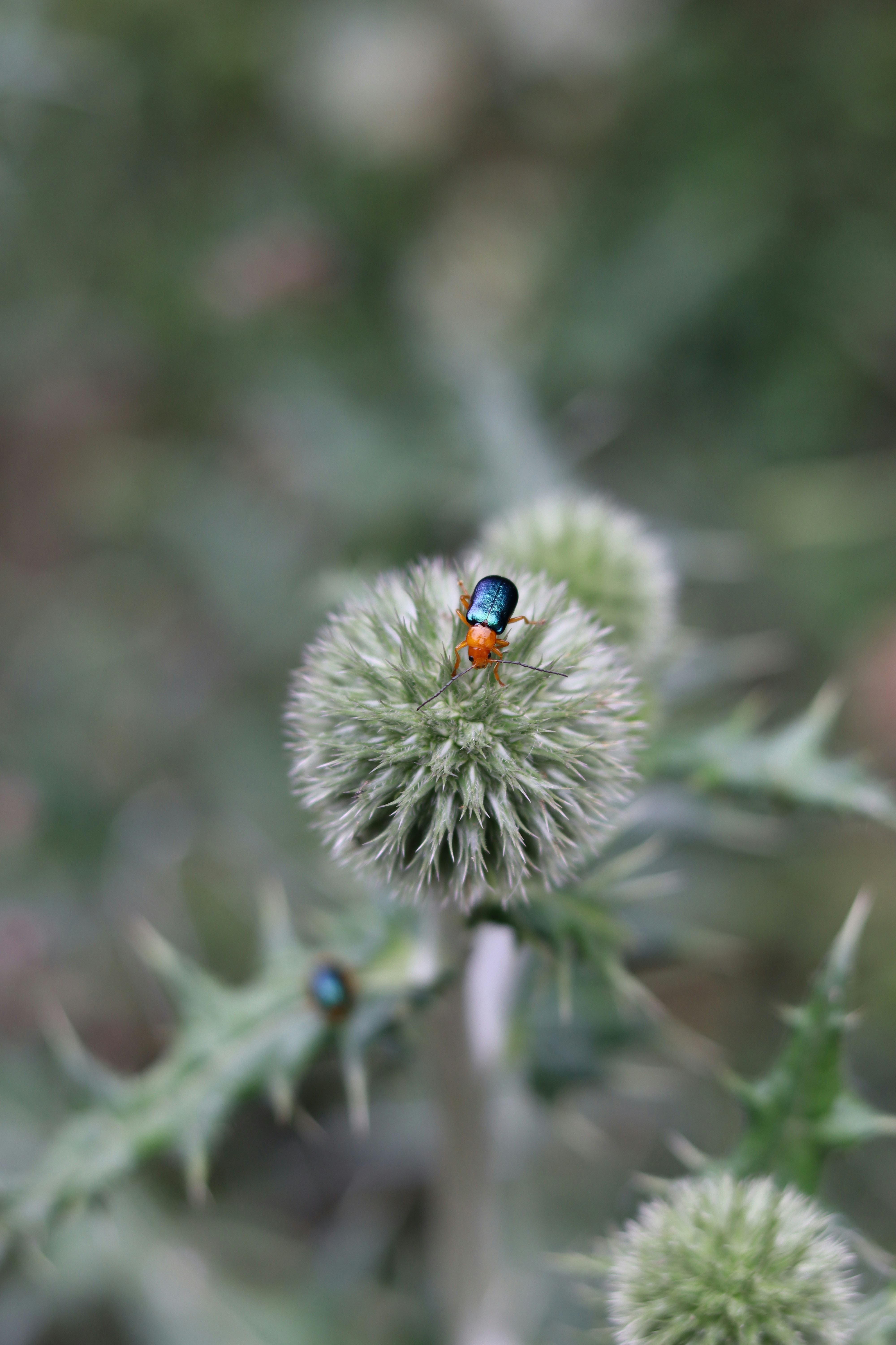 Azure Beetle on a Spiny Thistle Globe