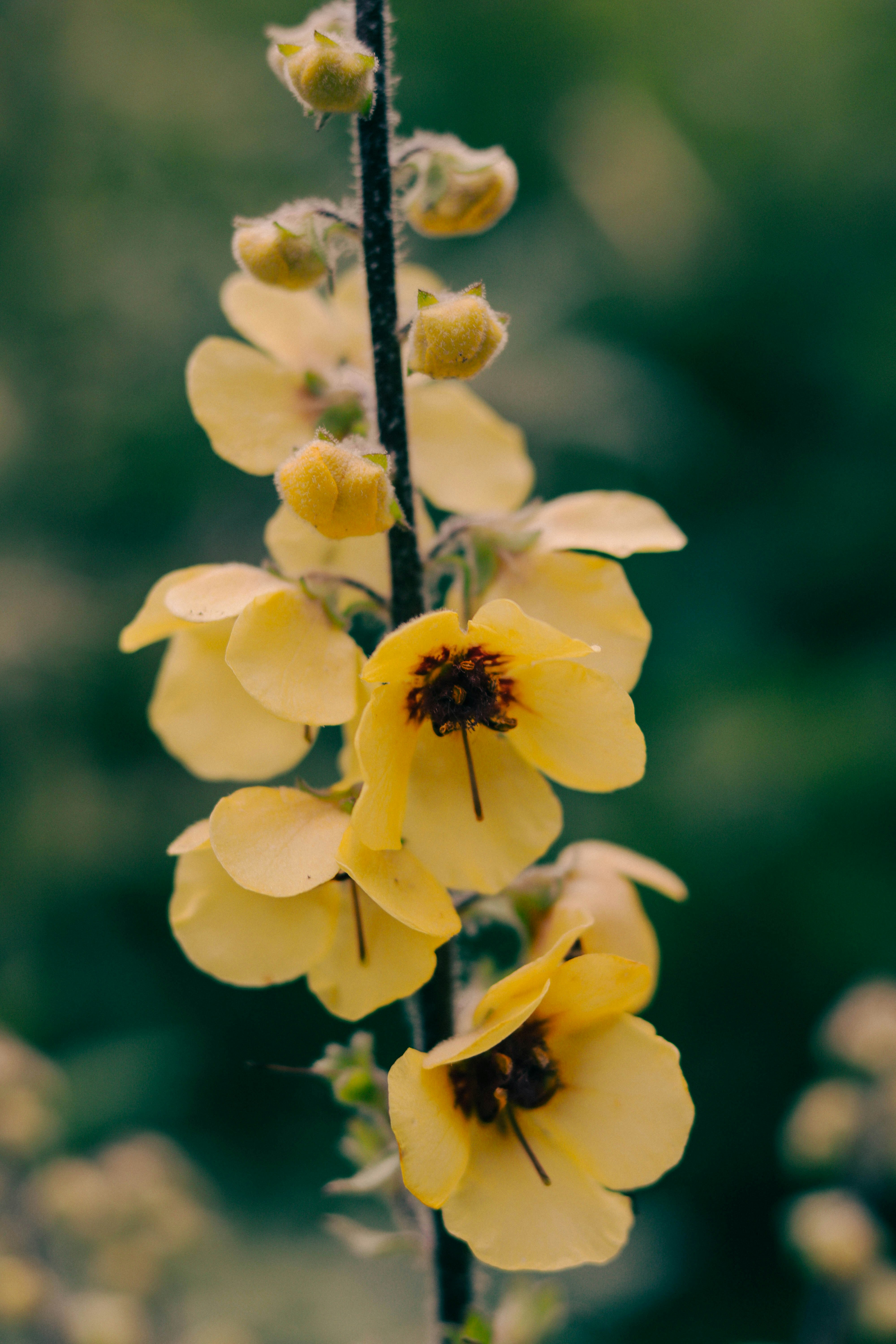Golden Blossoms: A Study in Nature's Palette