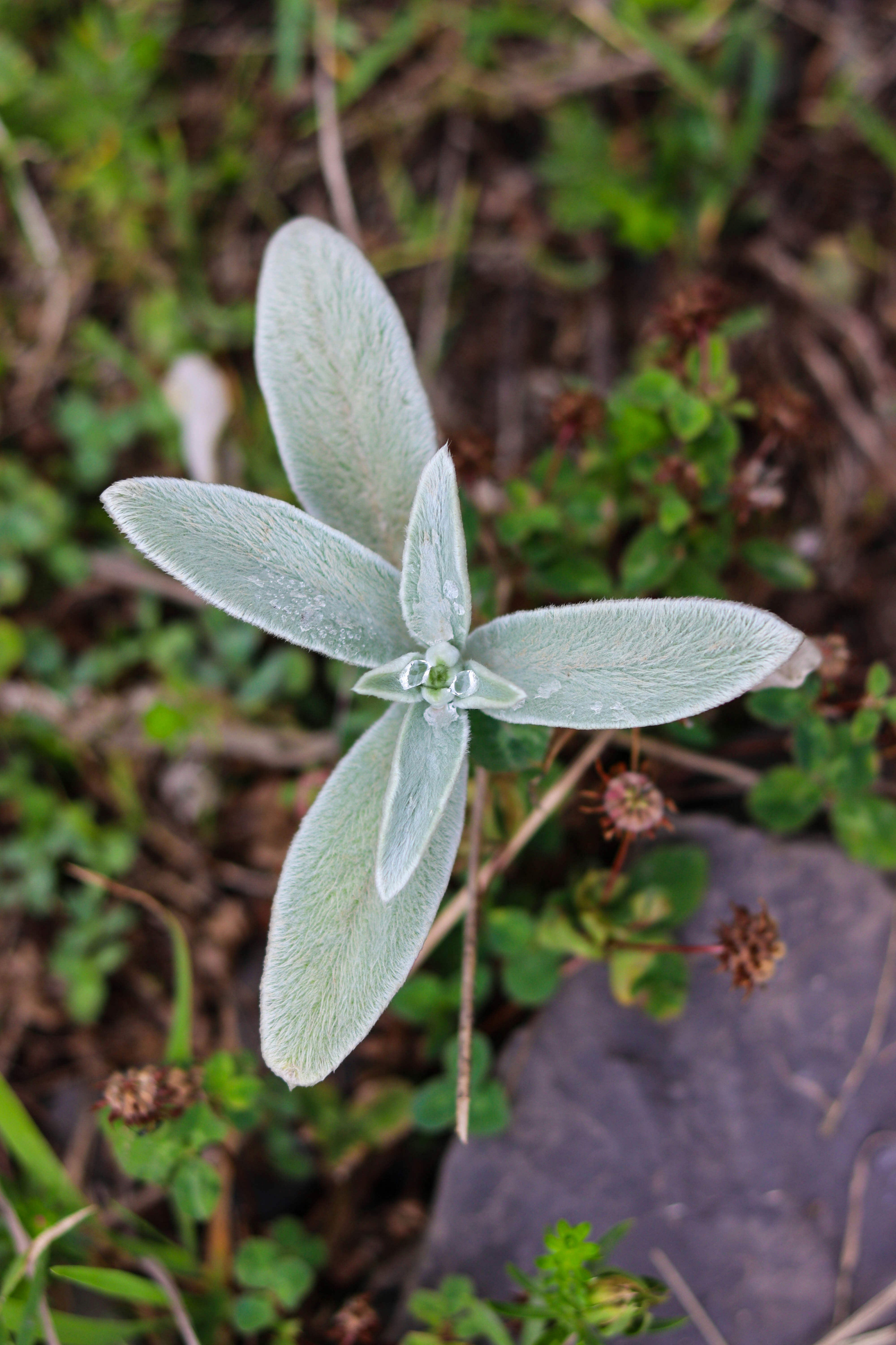 Whispers of Nature: The Silver Leaf
