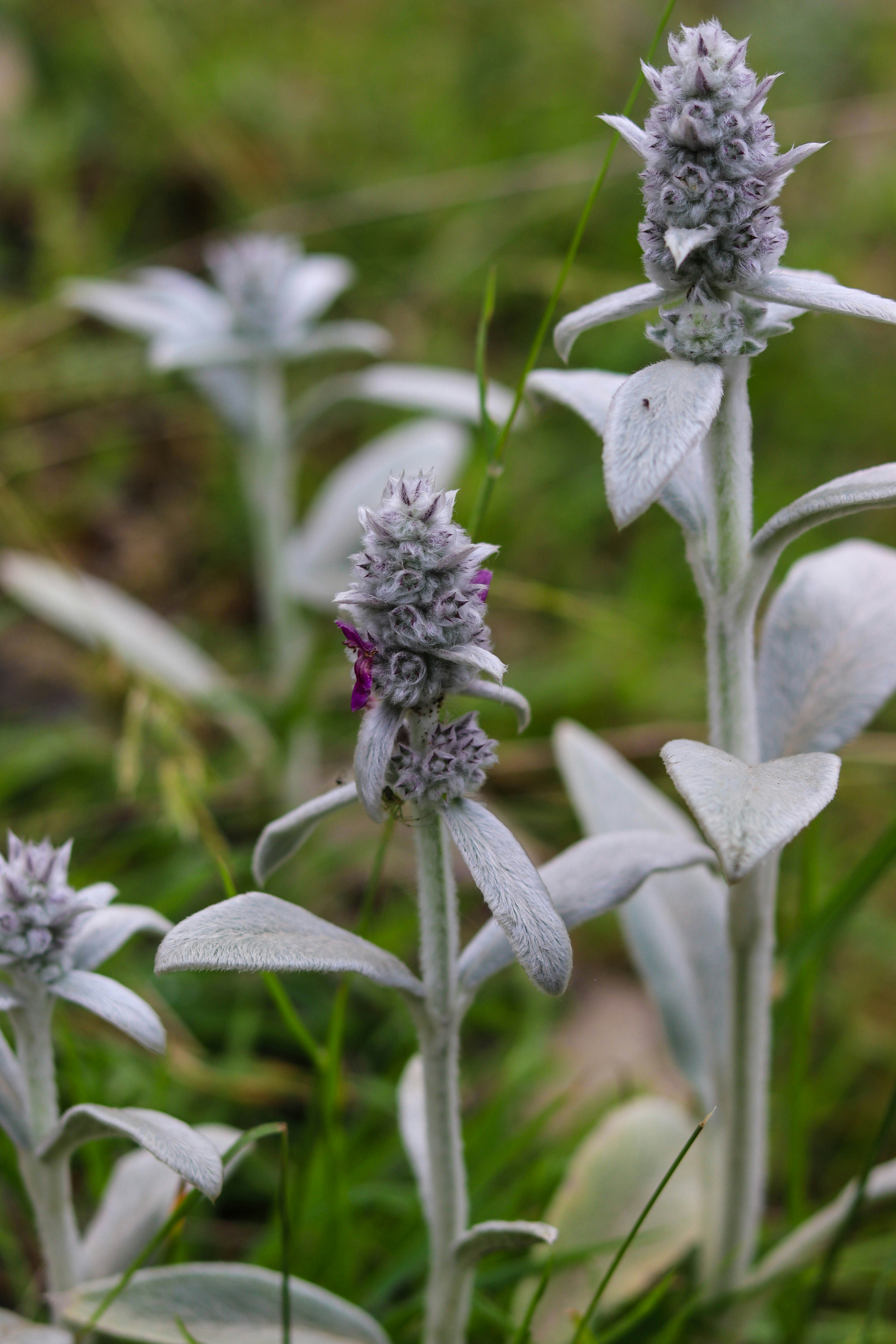 Frosted Sage Blooms: Close-up of Silvery Stalks in Wild Meadow