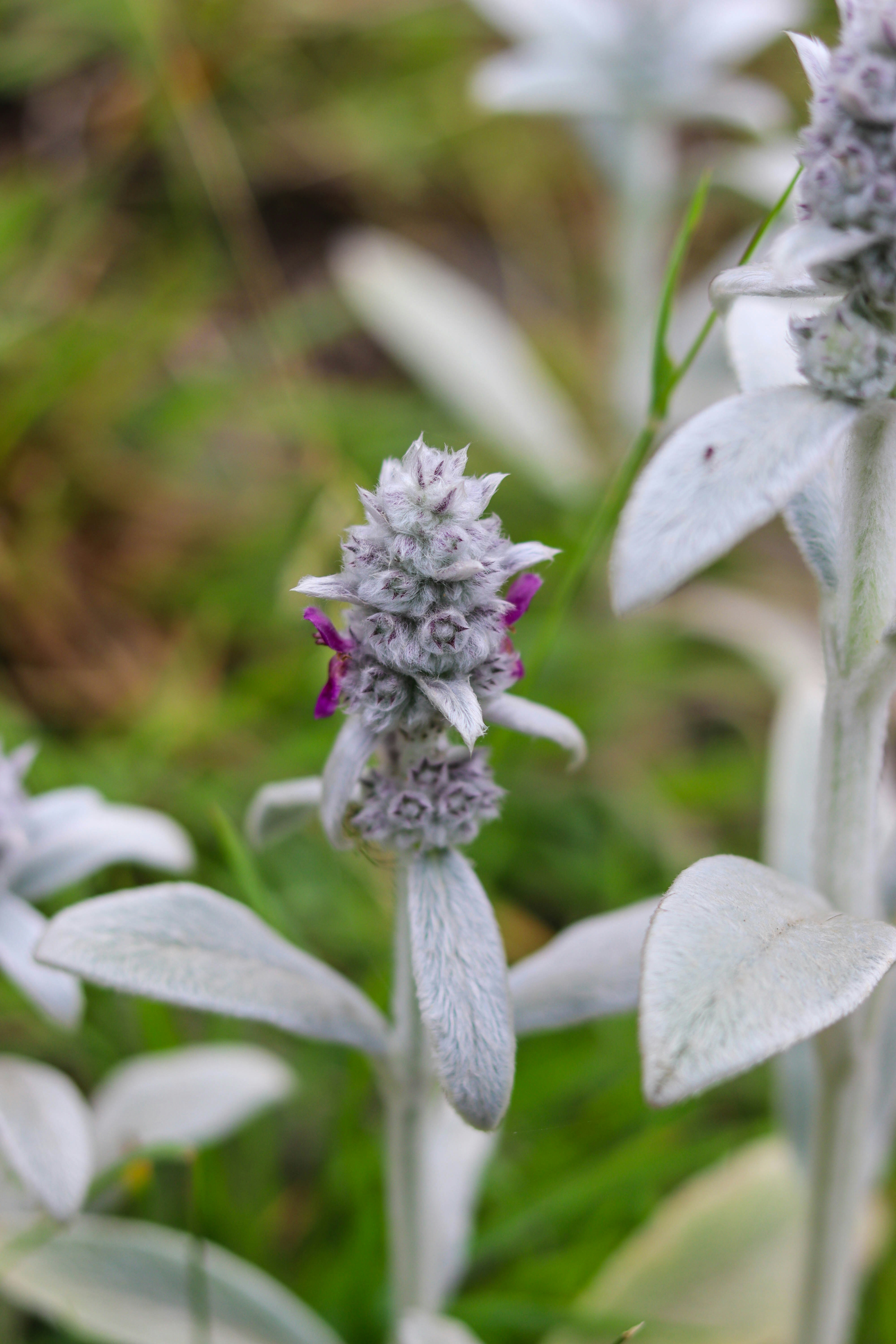Frost-kissed Sage Bloom Reaching Skyward
