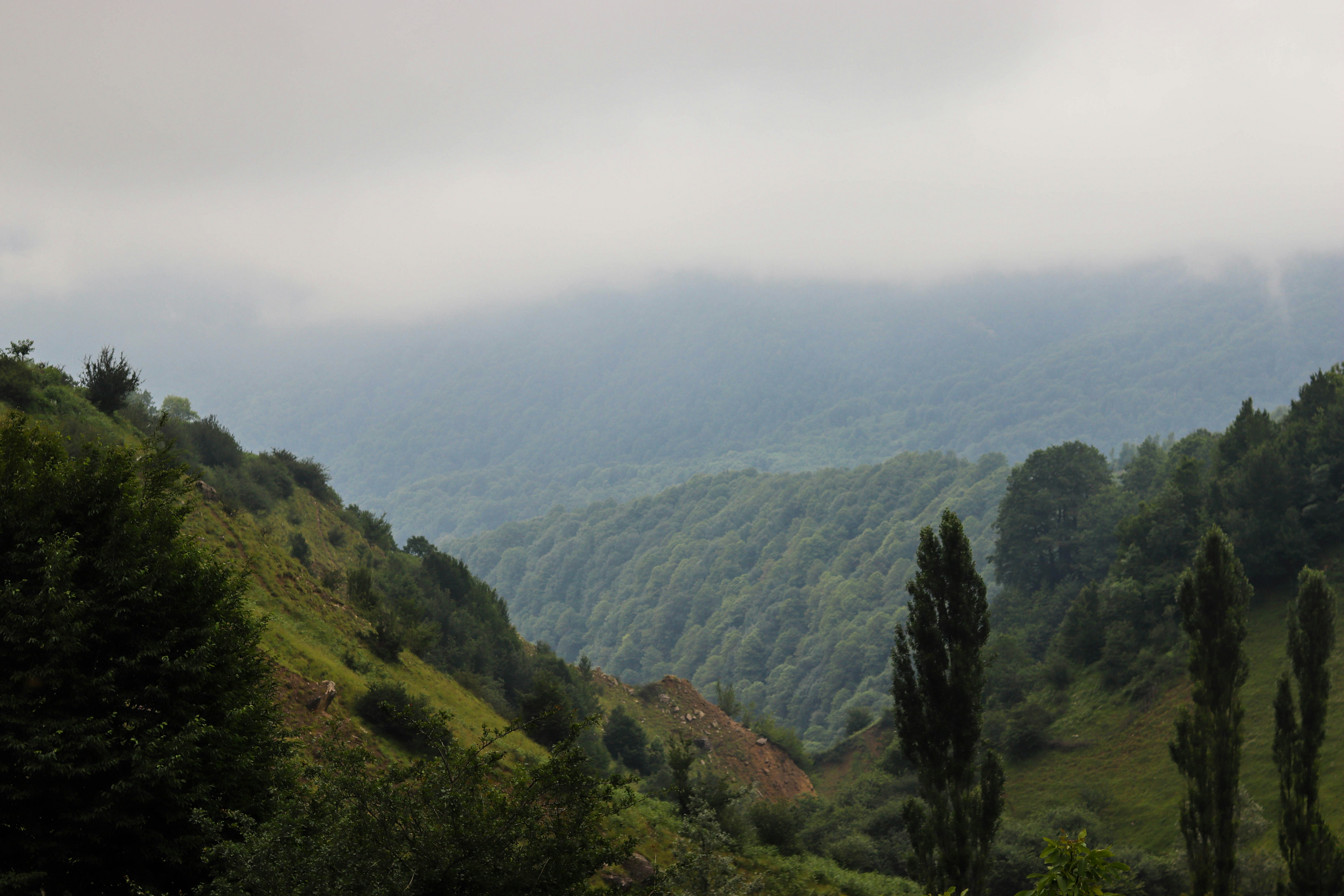 Hilly landscape with green trees and misty mountains.