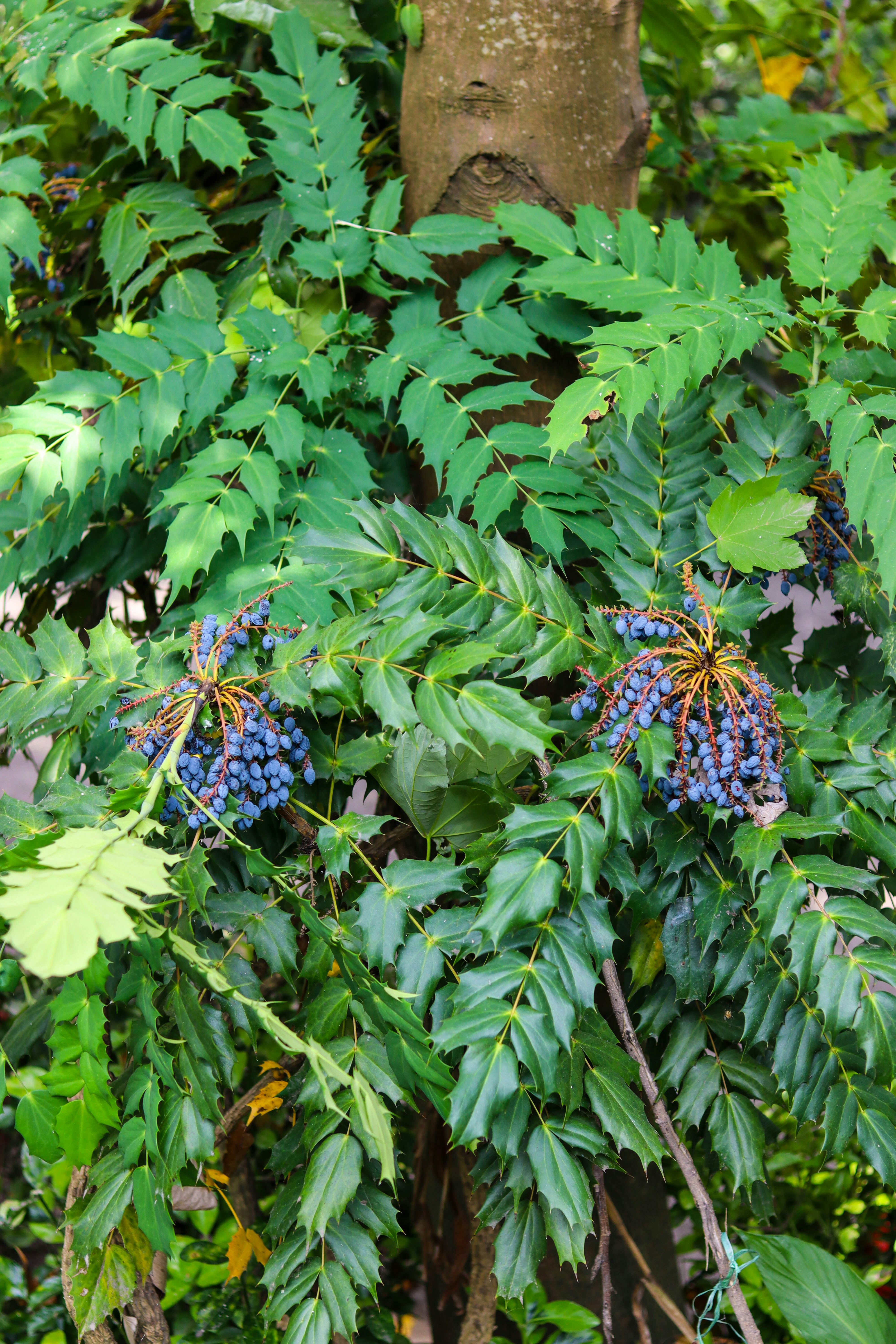 Blue grape clusters thread through glossy serrated leaves beside a tree trunk