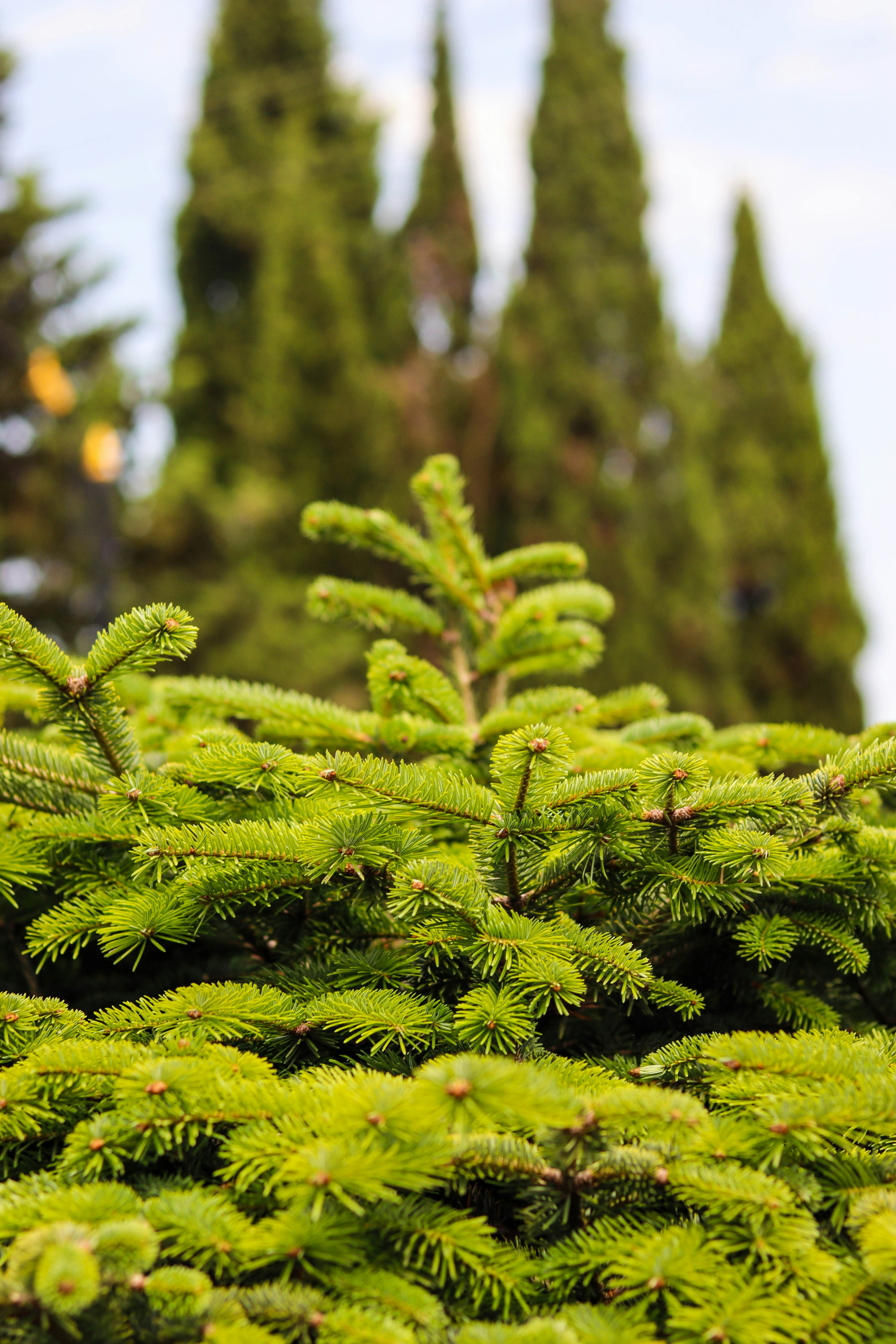 Emerald Threads: A Close-Up of Spruce Needles Against a Velvet-Blurred Backdrop