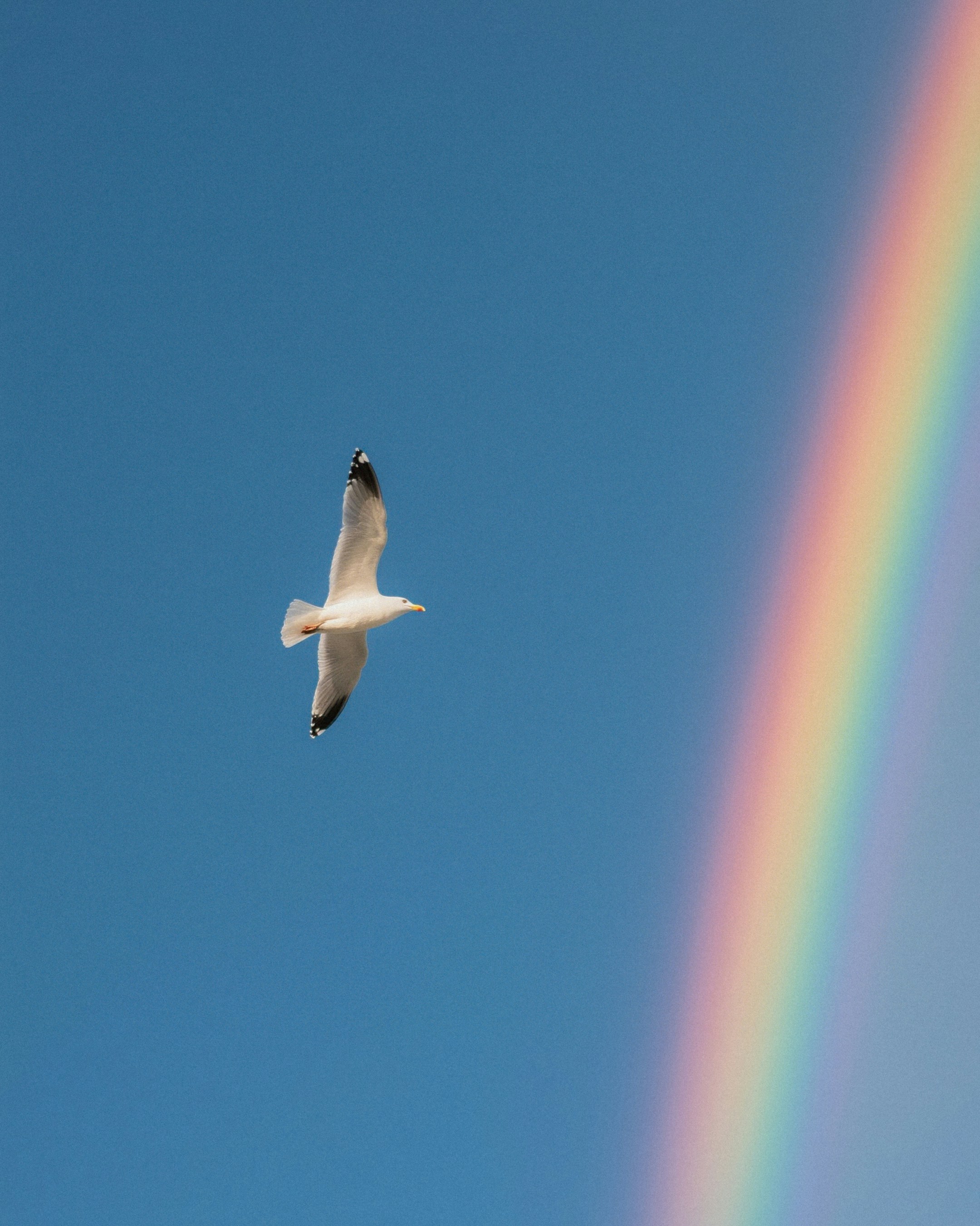 A seagull flies near a beautiful rainbow.