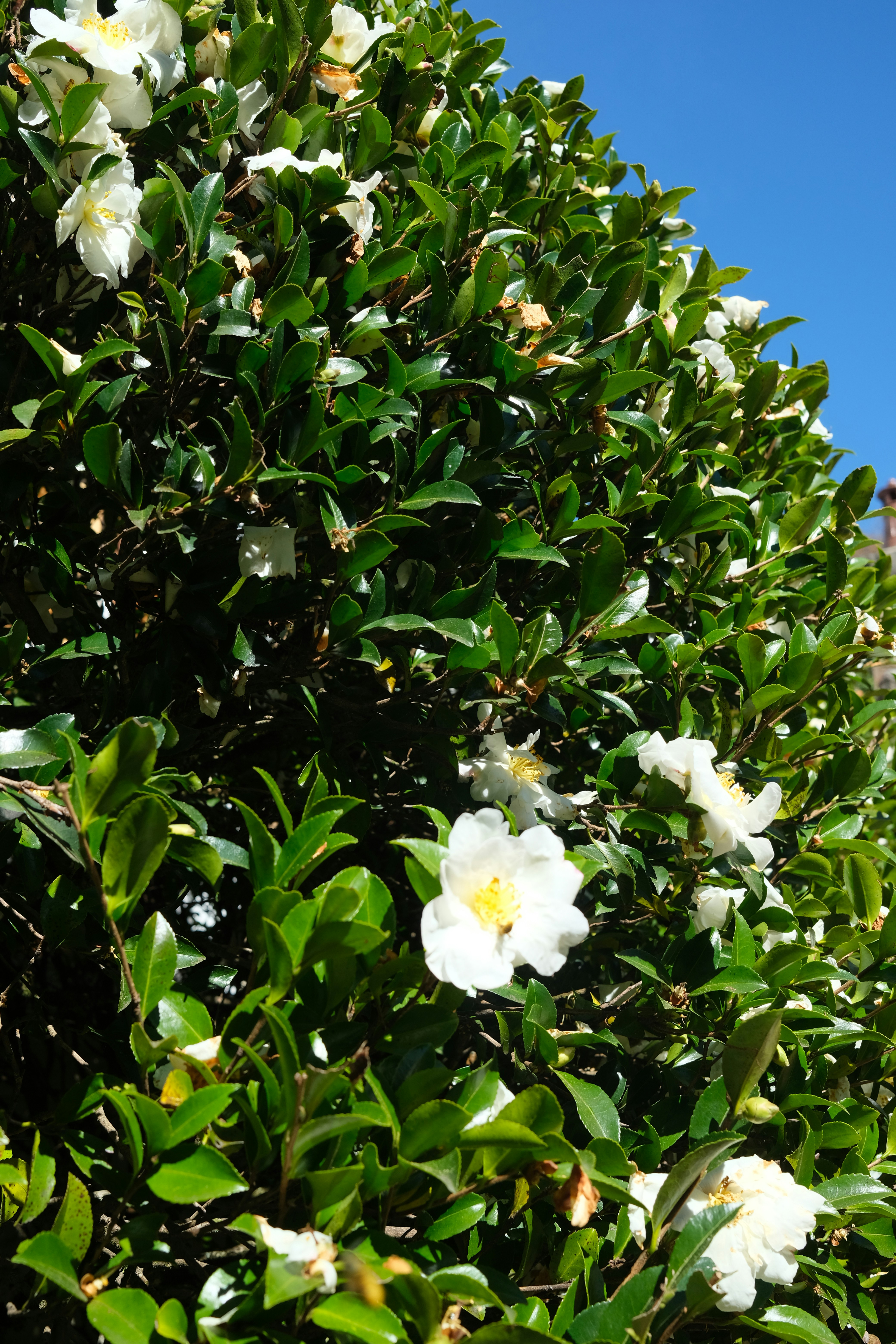 Whispers of Spring: The Blooming Camellia