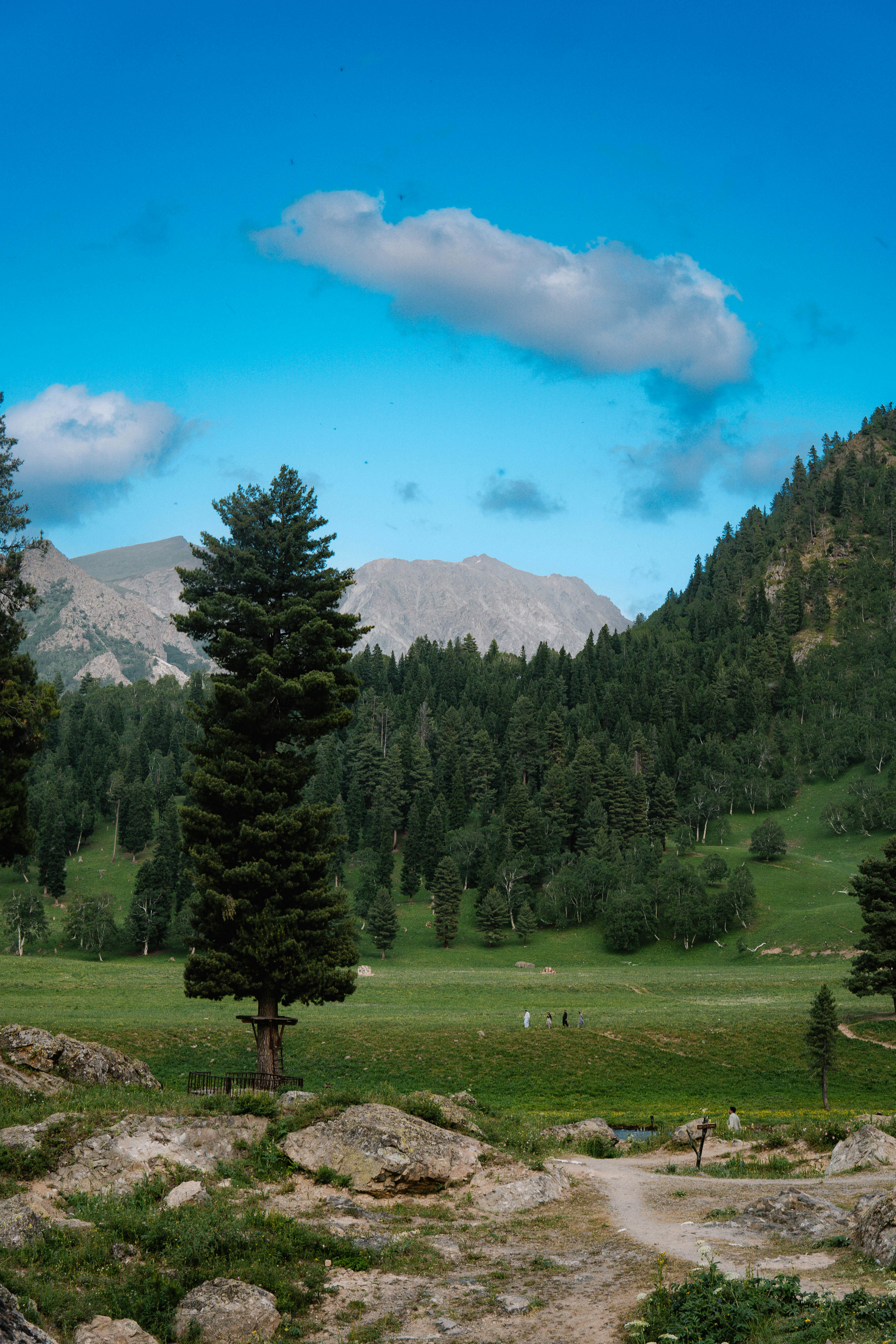 Tall evergreen tree stands in a lush meadow surrounded by distant mountains and a clear blue sky. Hikers can be seen in the background.