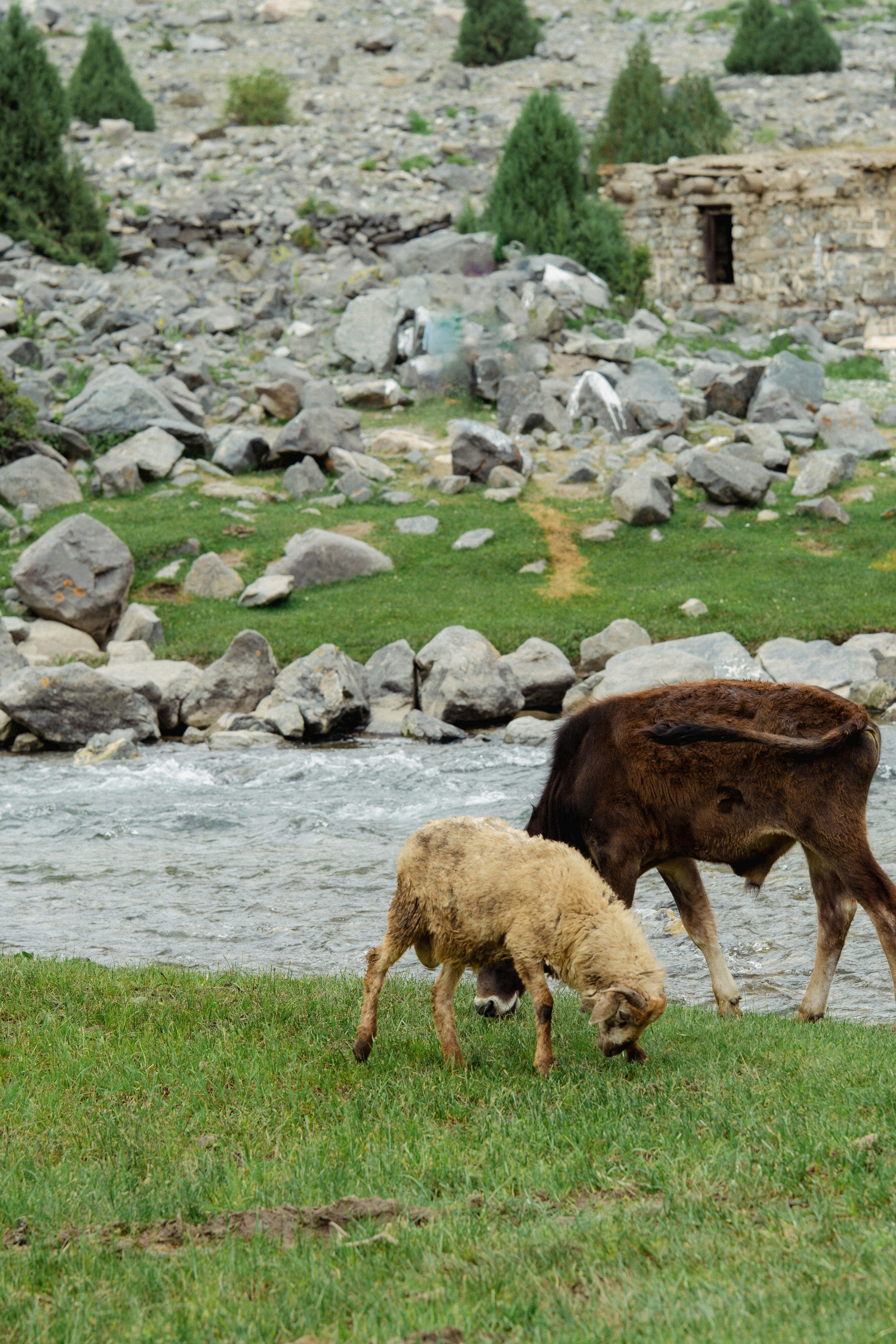 Harmony in Nature: Grazing Amidst the Stones