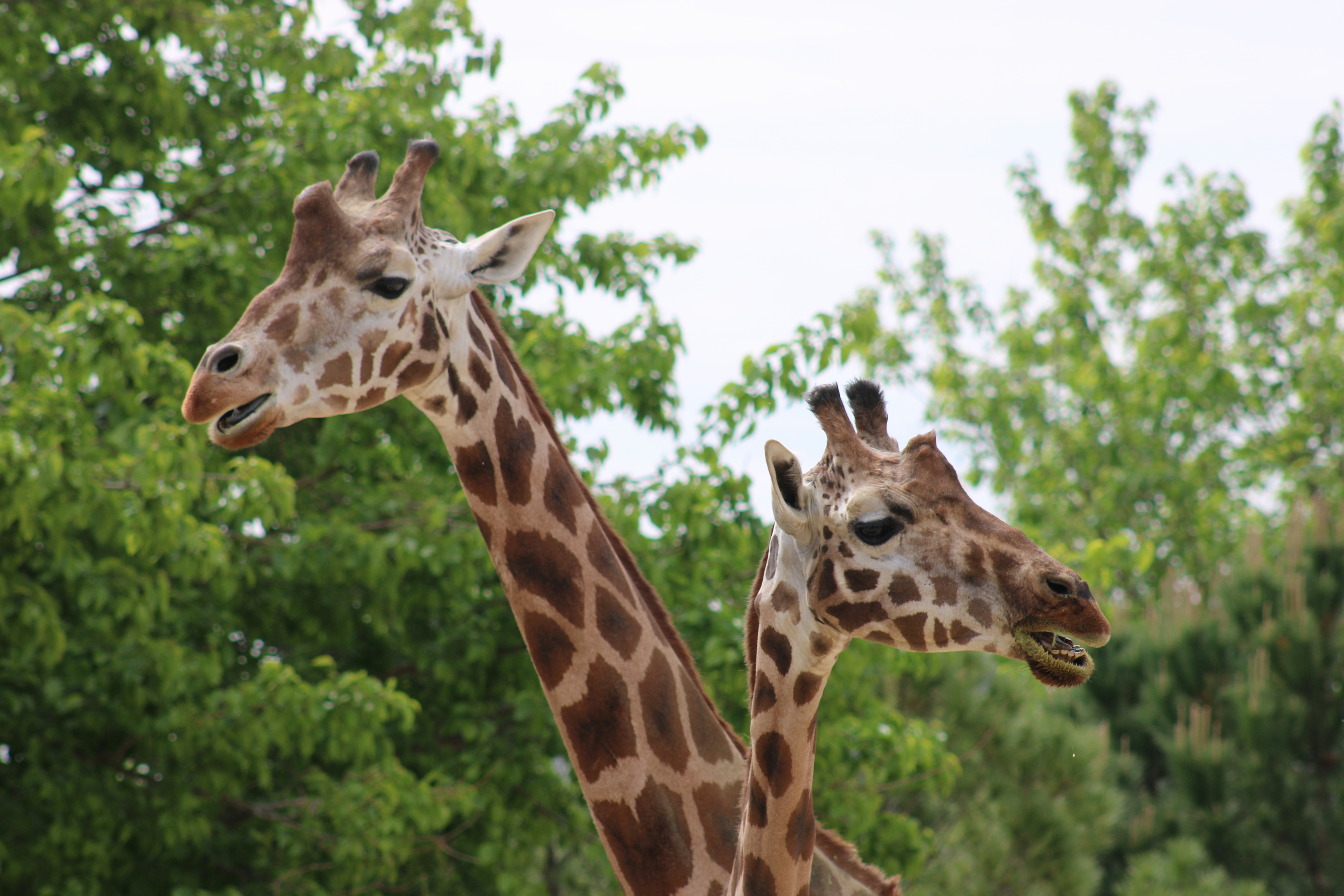 Whimsical Giraffe Duo in a Lush Green Canopy