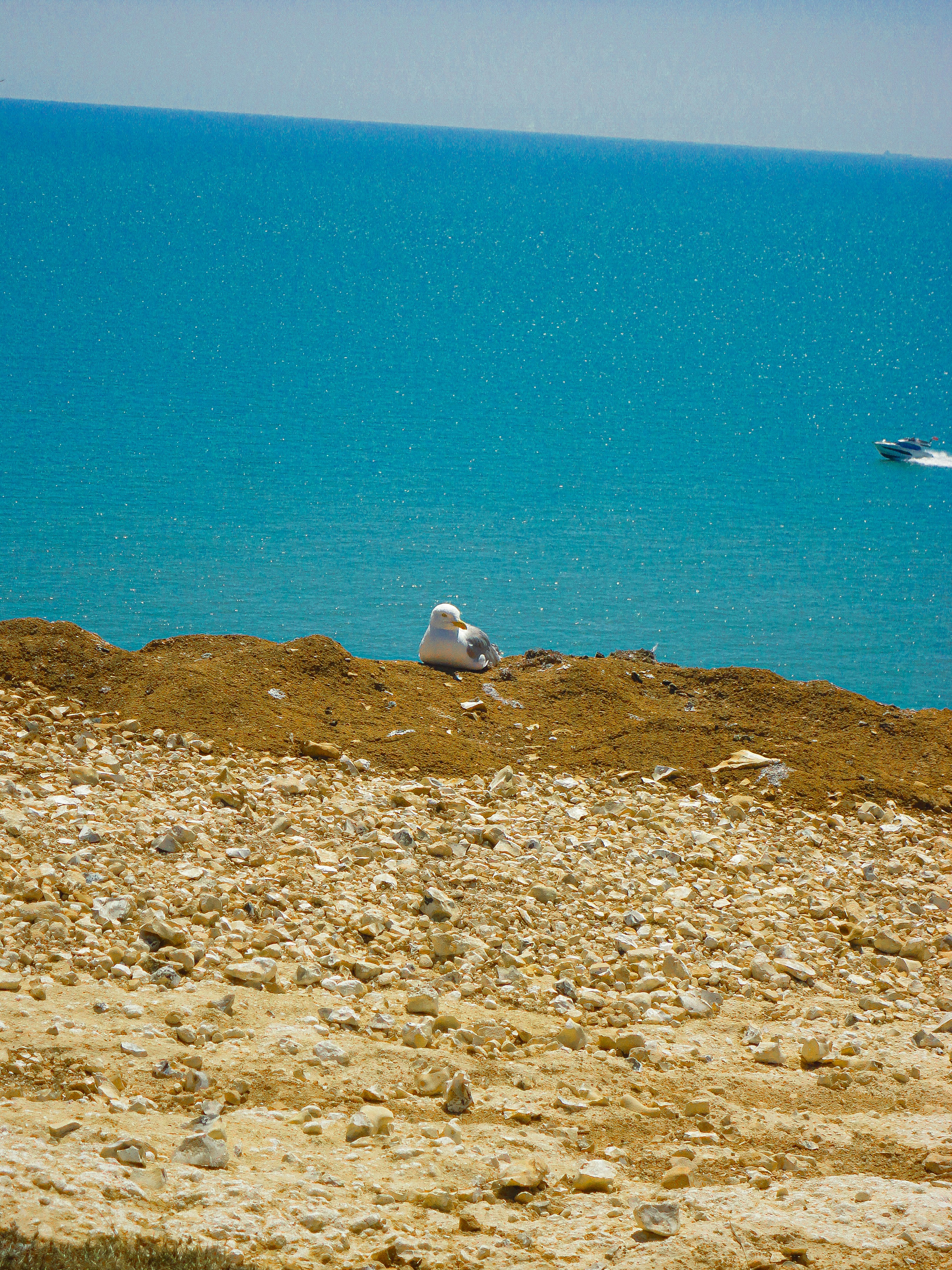 A seagull sits on a cliff overlooking the ocean.