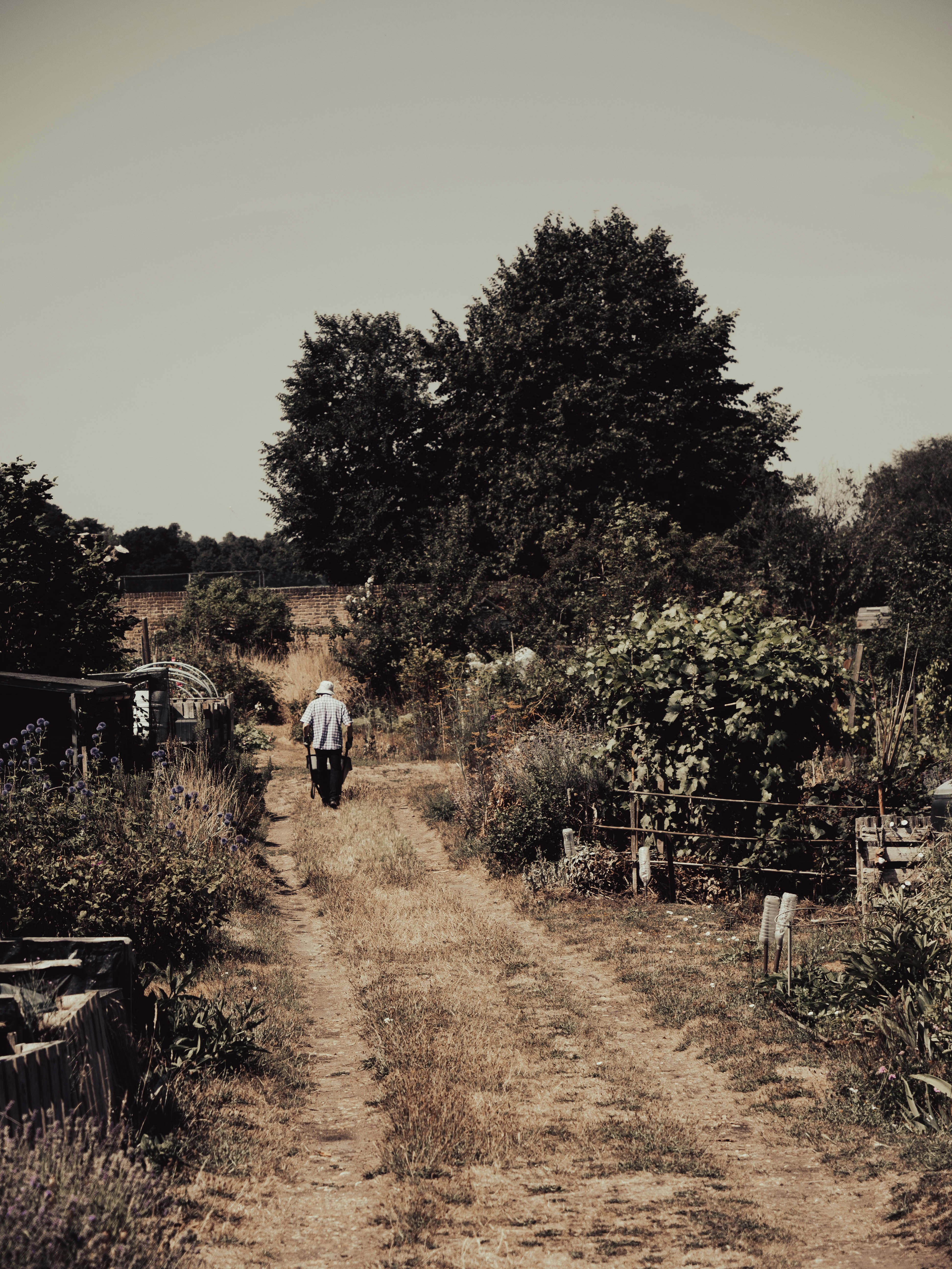 Guy wheels a wheelbarrow in allotments. | A person walks down a dirt path.