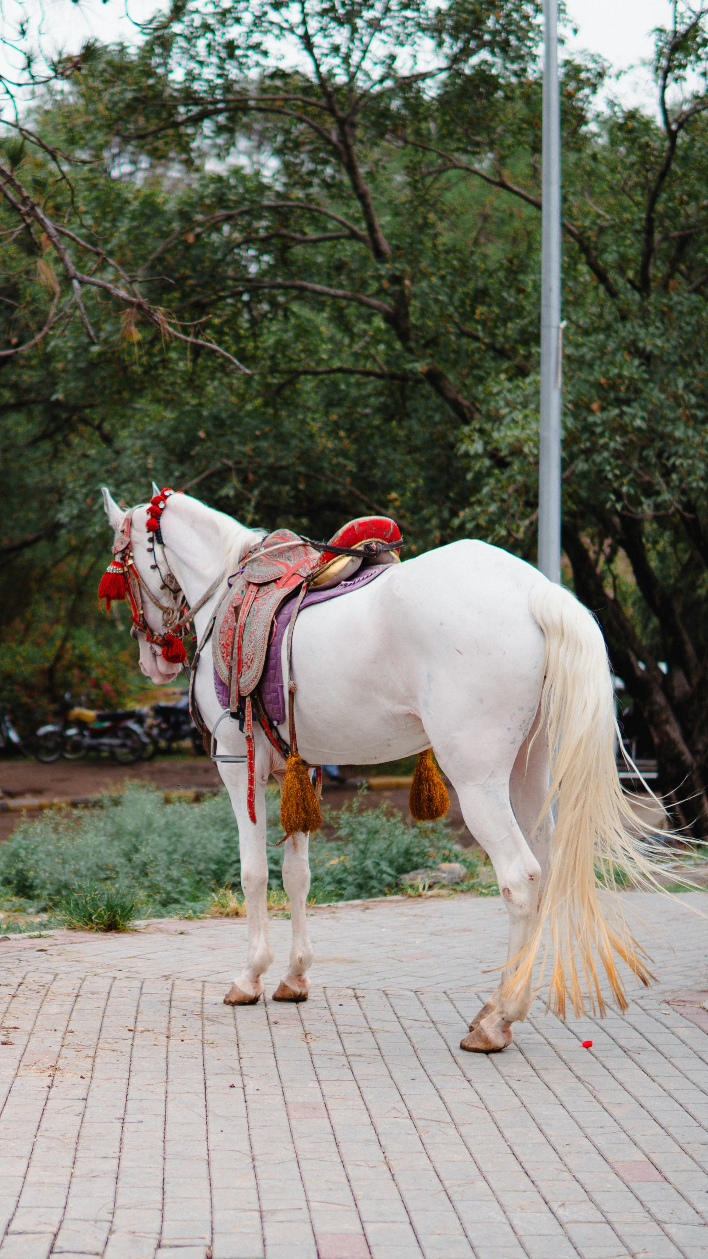 Elegance in Motion: The Decorated Steed