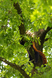 Whimsical Encounter in the Canopy