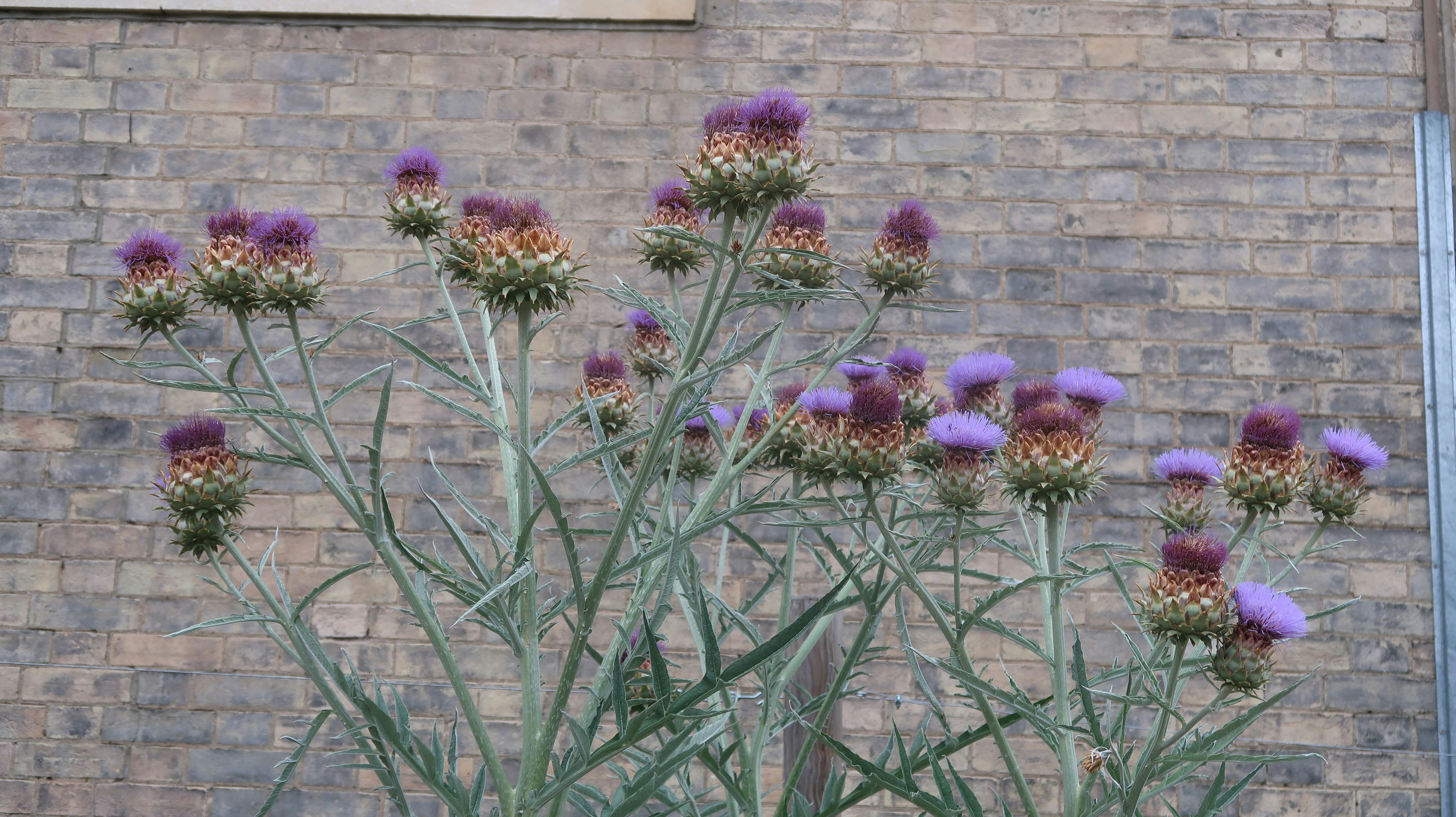 Purple Crowned Thistles Rise Against Weathered Brick