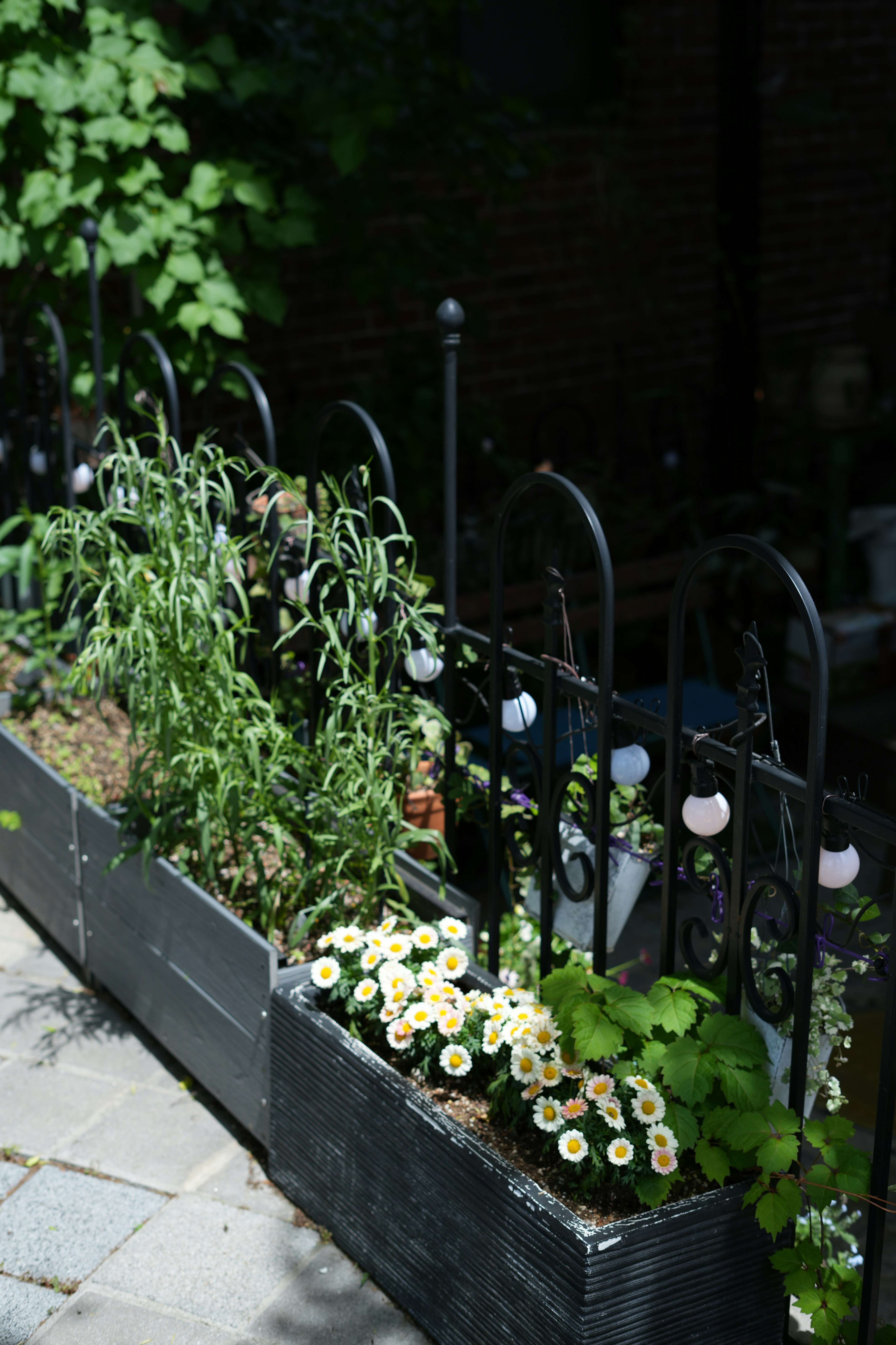 Whispers of a Flourishing Garden