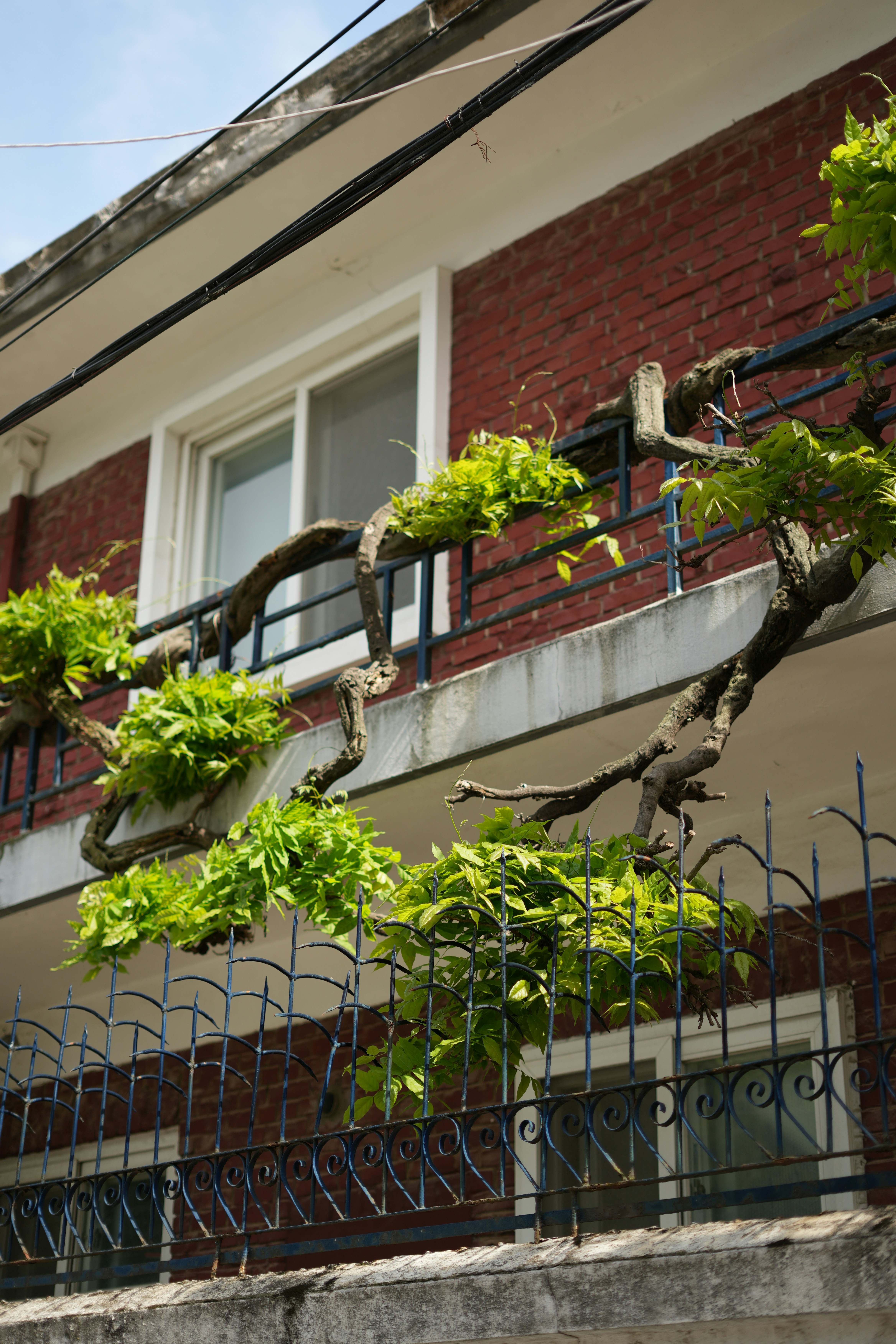 Tendrils of Spring Cling to a Red Brick Balcony