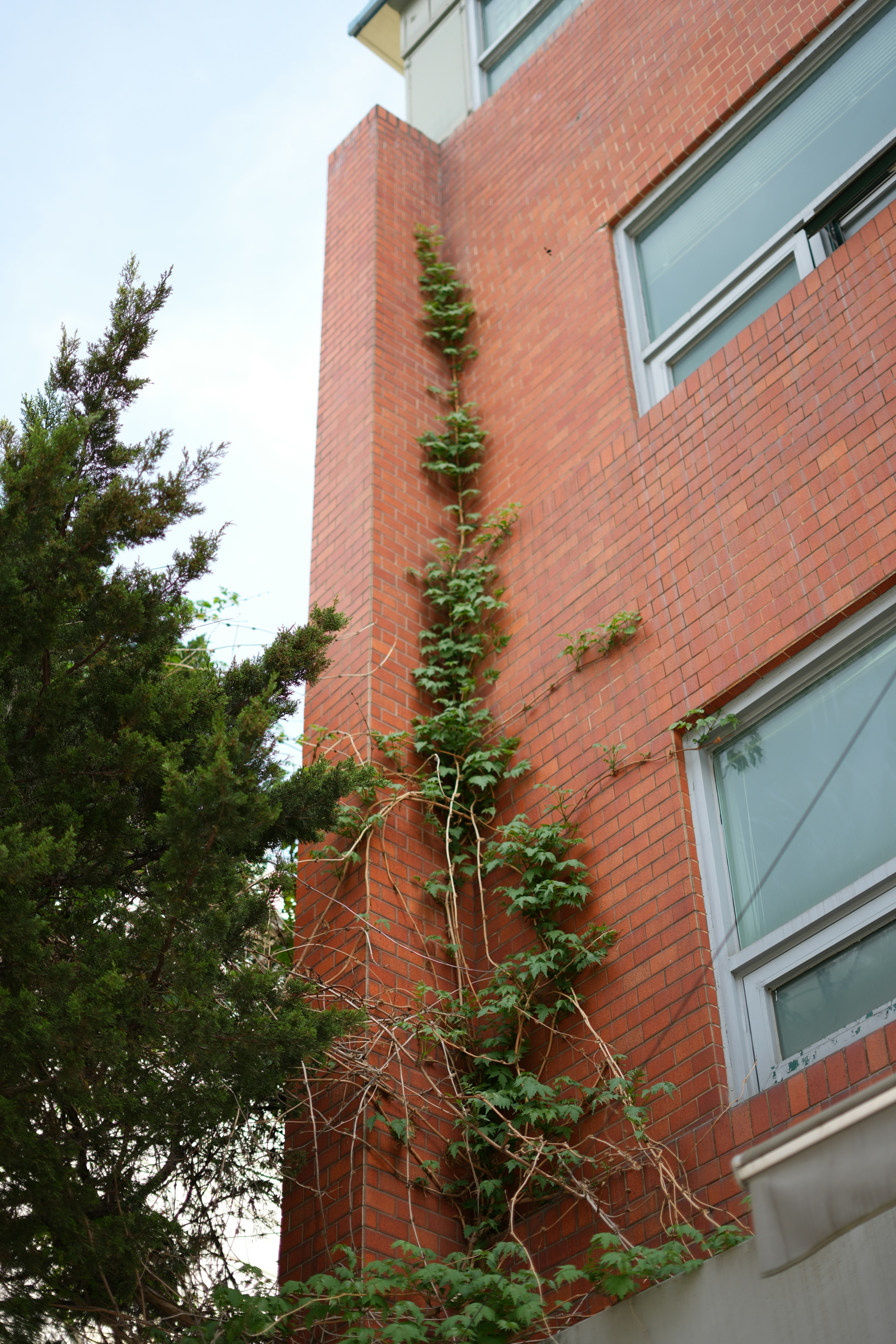 Ivy-Threaded Edge: A Vertical Climb on Brick